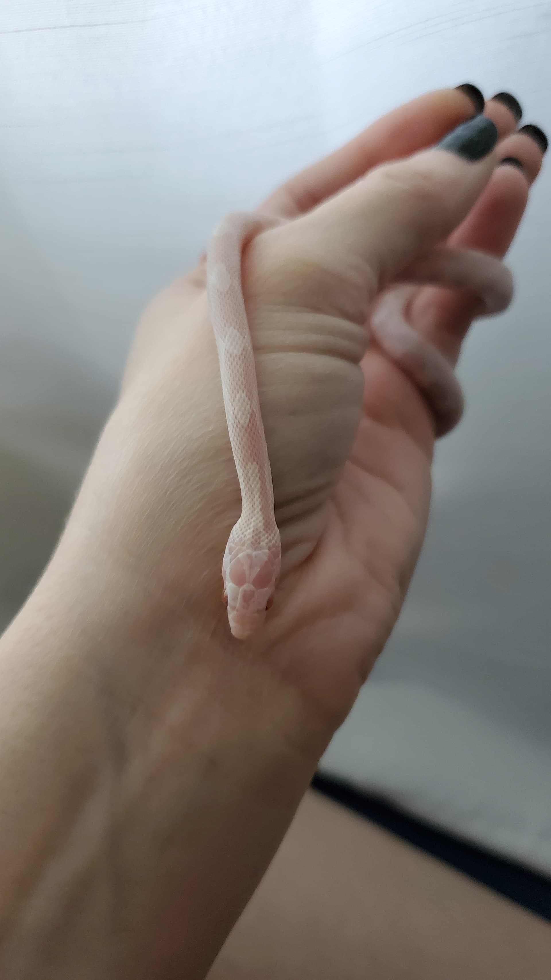 2025 Haus full of Noodles - Page 9 - Corn Snakes - MorphMarket Reptile ...