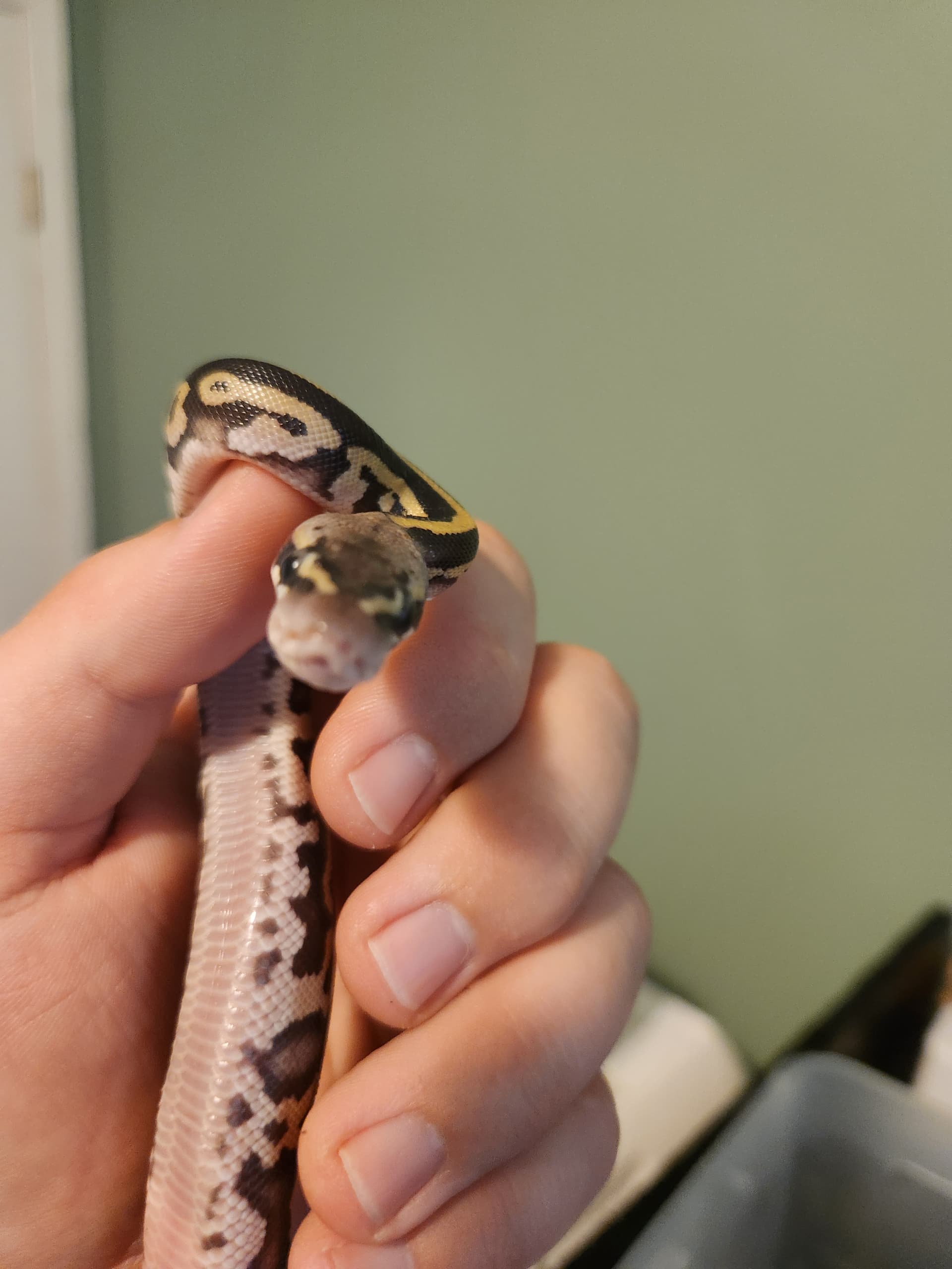Help identifying hatchlings - Ball Pythons - MorphMarket Reptile Community