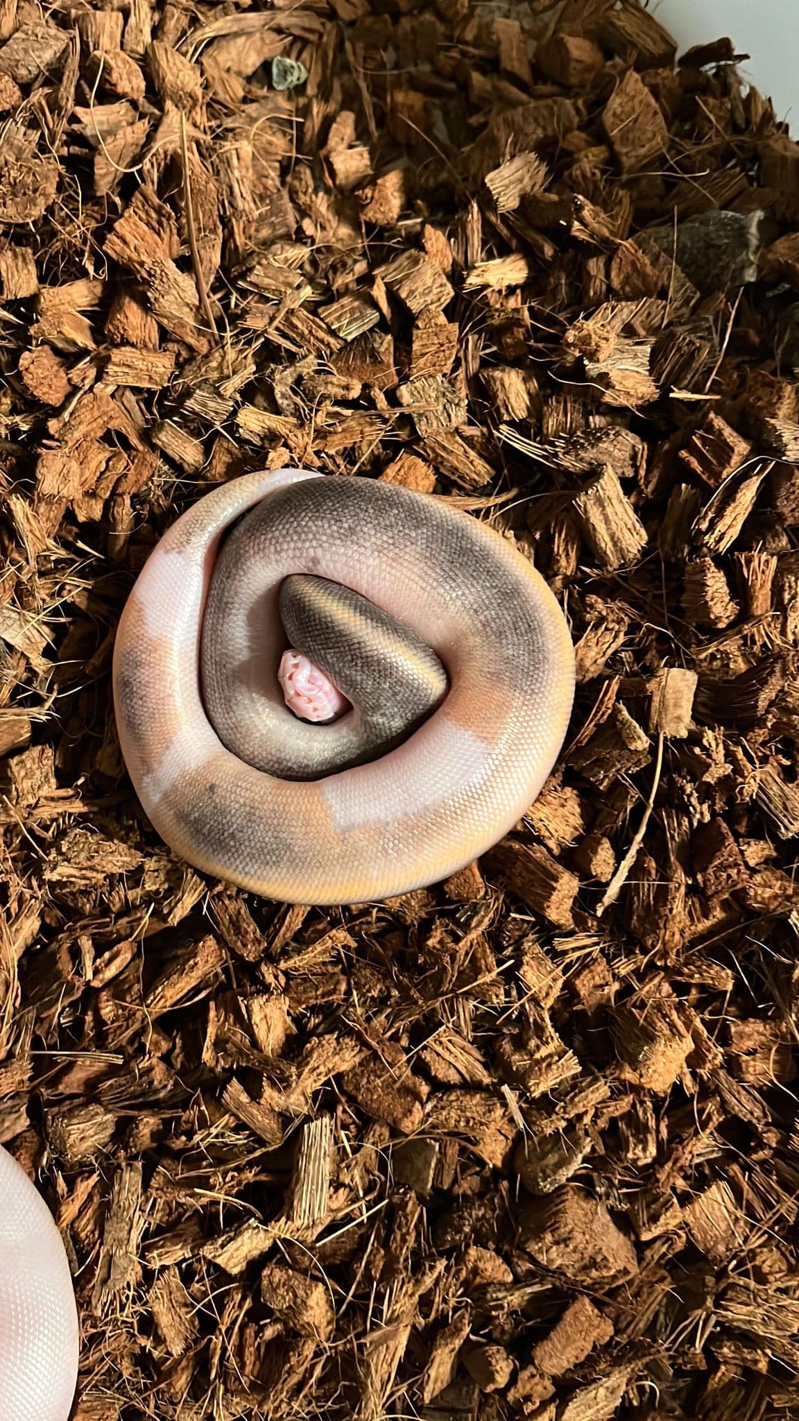 First Clutch born July 3rd have all (4) shed with no problems - Ball ...