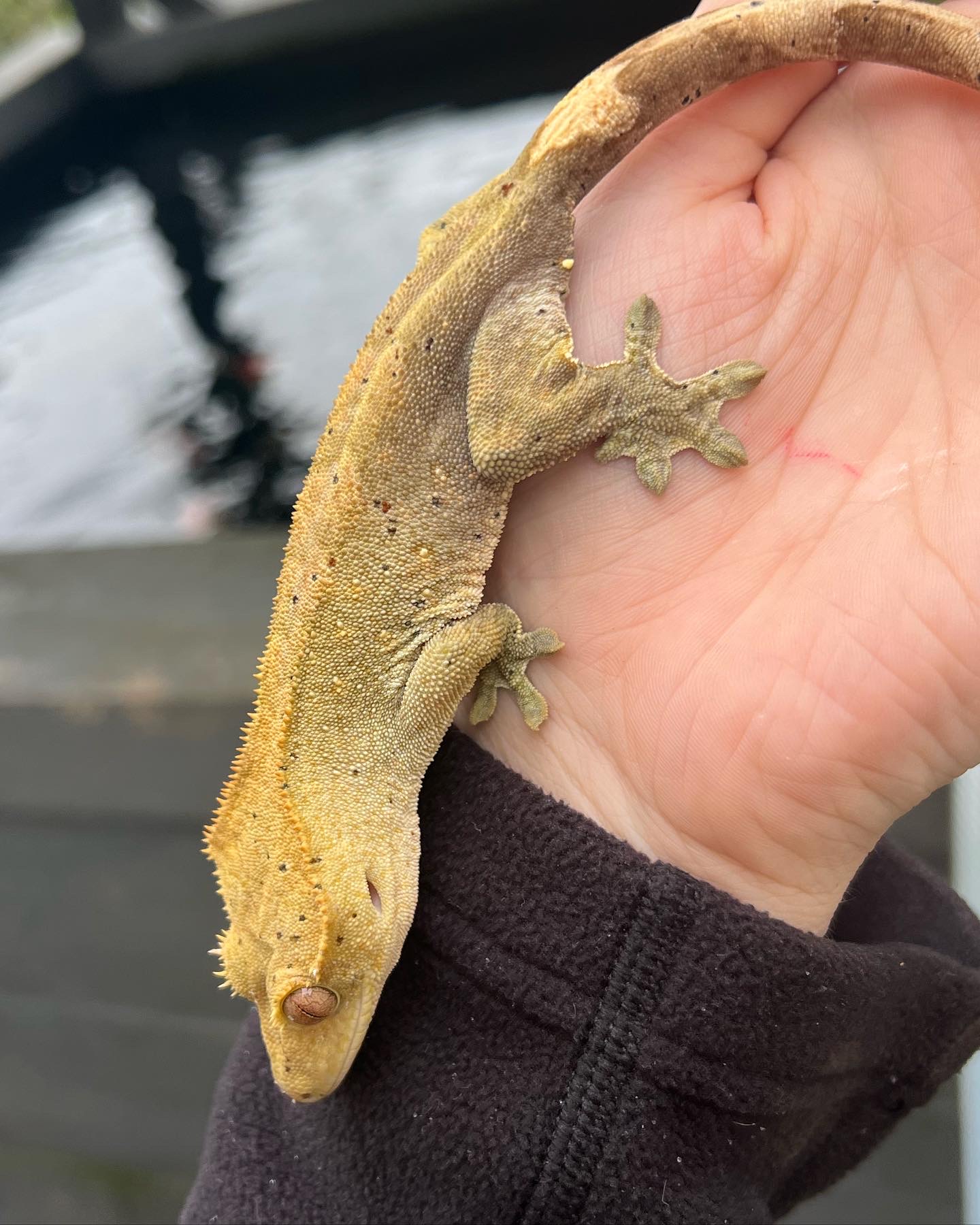 Meet ‘Moth’! 🤩 - Crested Geckos - MorphMarket Reptile Community