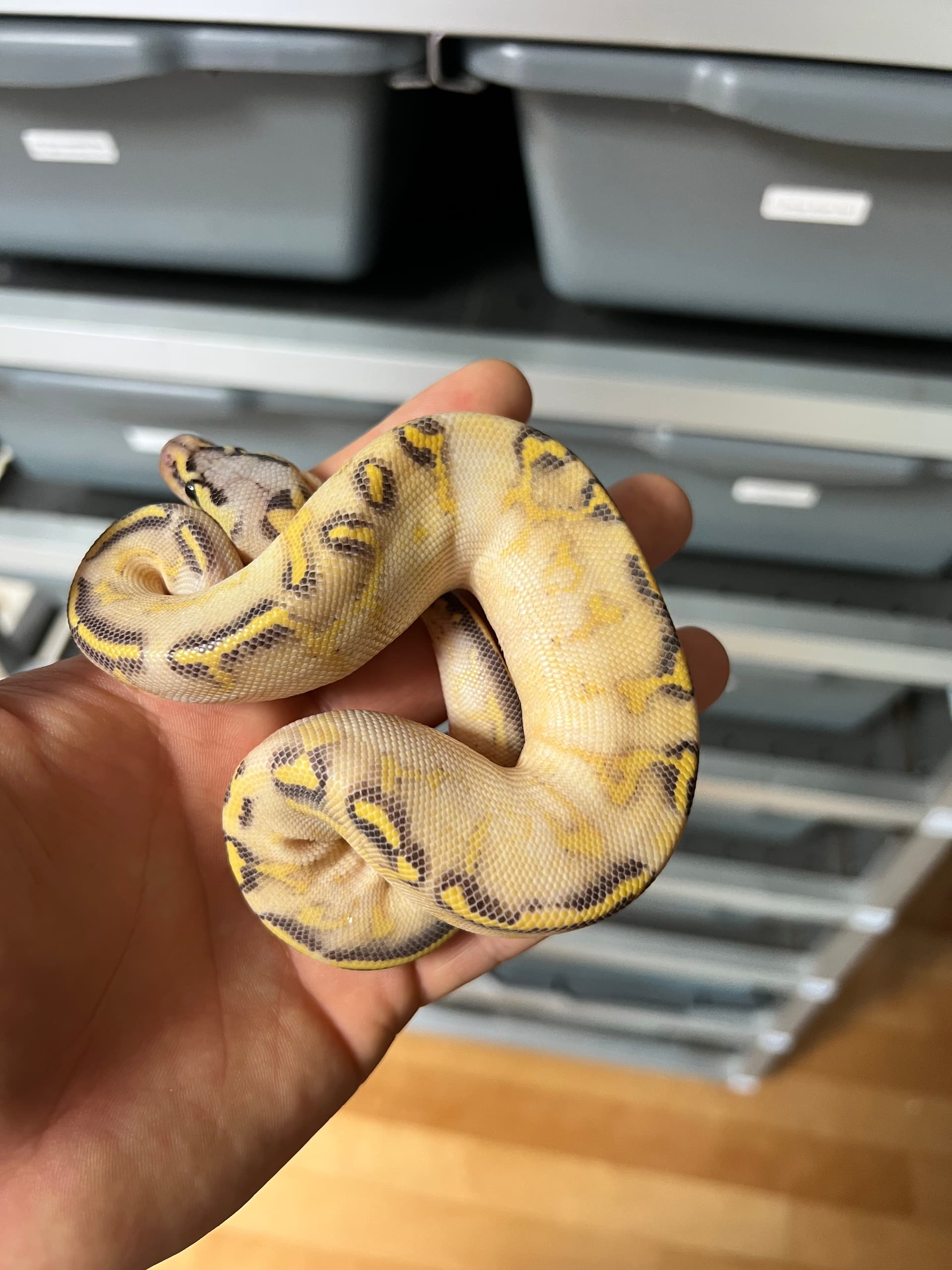 Help identifying this yb complex - Ball Pythons - MorphMarket Reptile ...