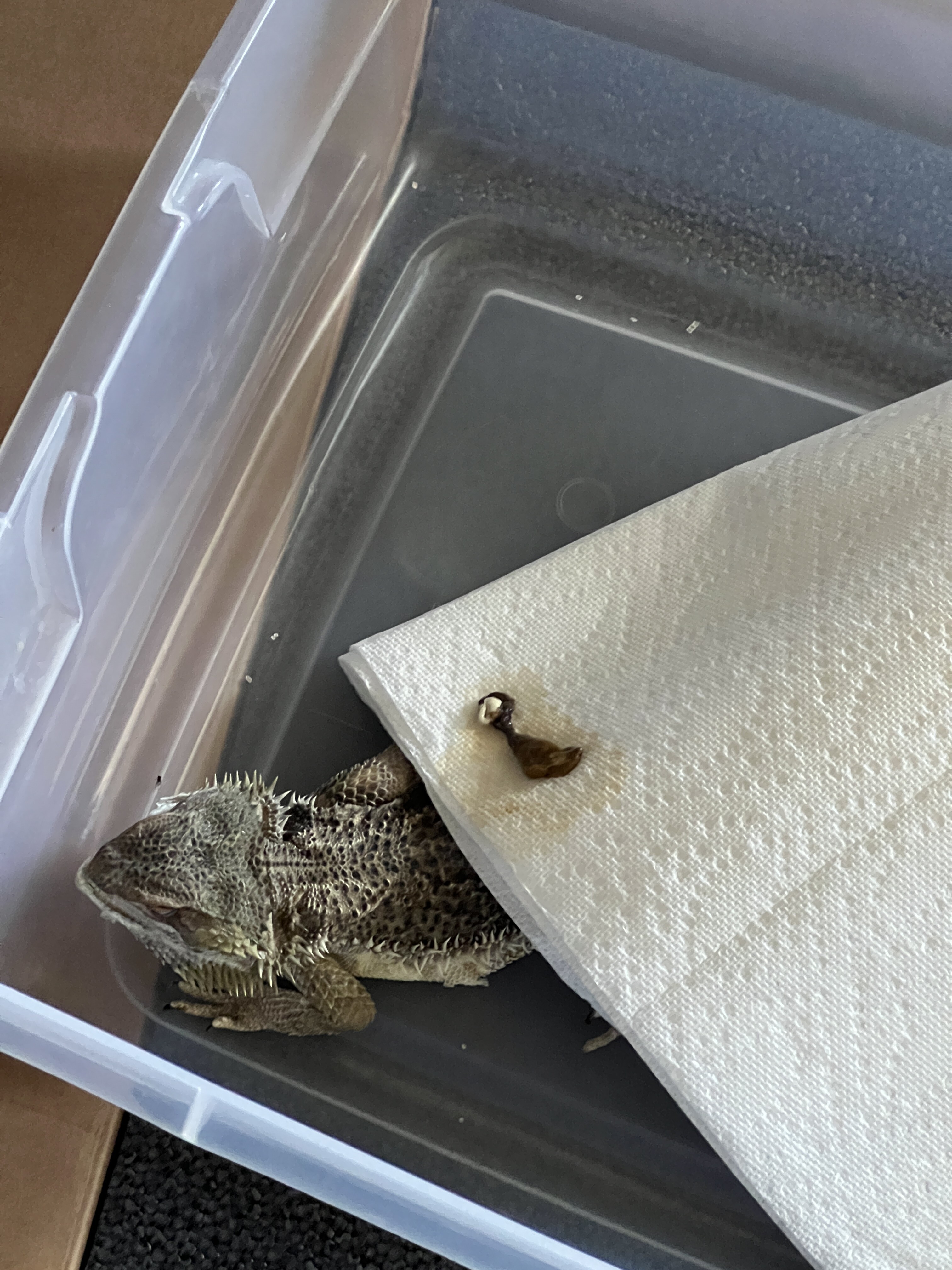 Beardie Rescue, Infected arm? - Bearded Dragons - MorphMarket Reptile ...