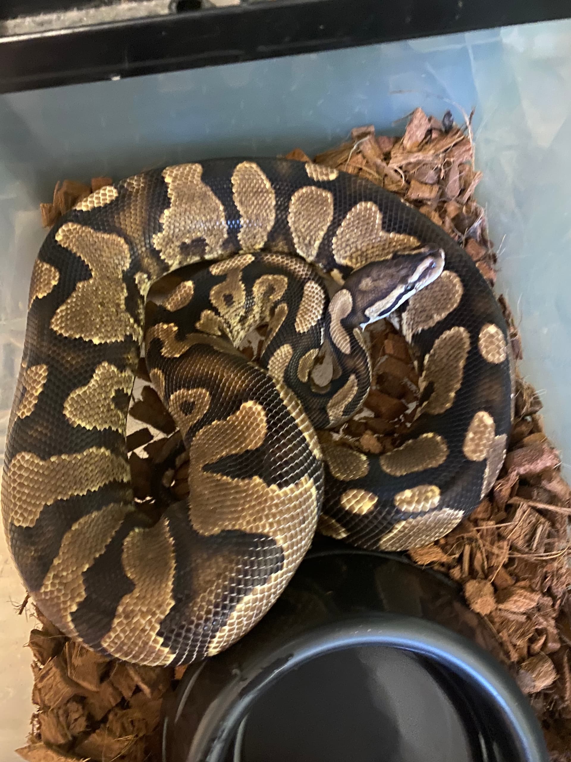 Are these all ivory? - Ball Pythons - MorphMarket Reptile Community