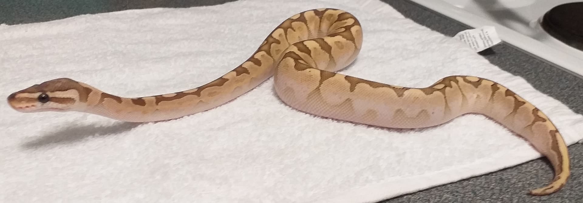 Bamboo ID help - Ball Pythons - MorphMarket Reptile Community