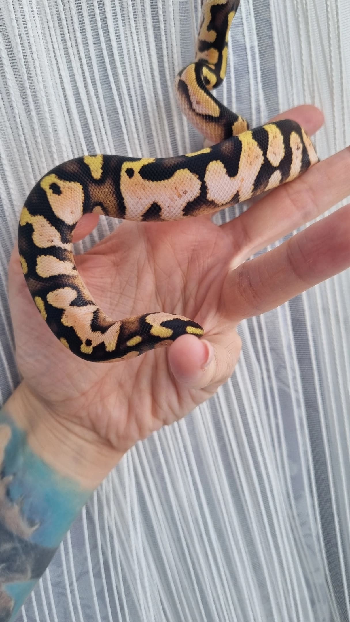 Help ID ball python - Ball Pythons - MorphMarket Reptile Community