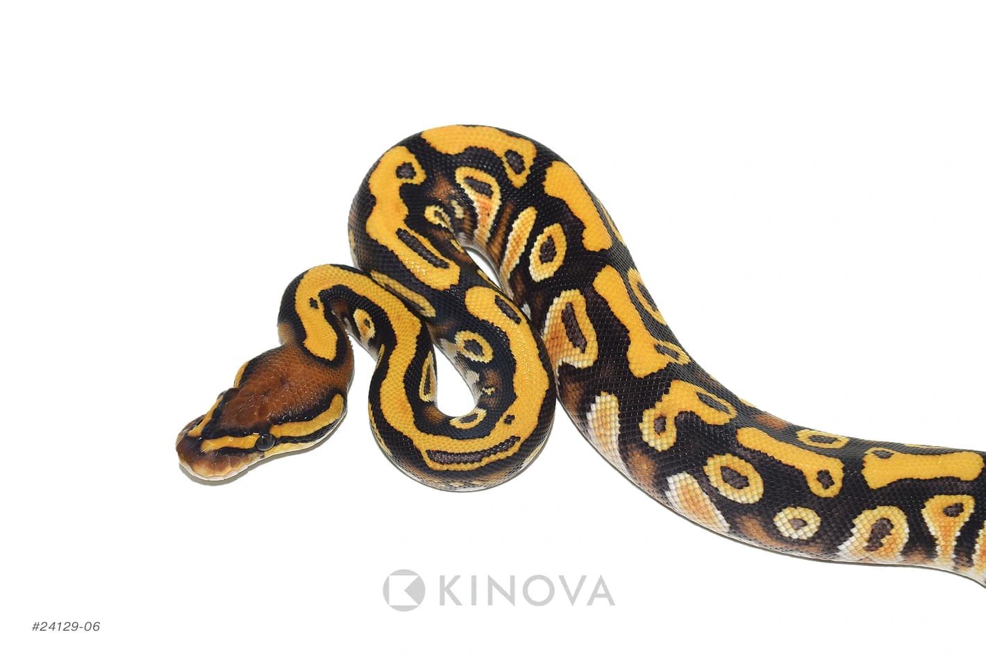 Arid - Ball Python Traits - Morphpedia