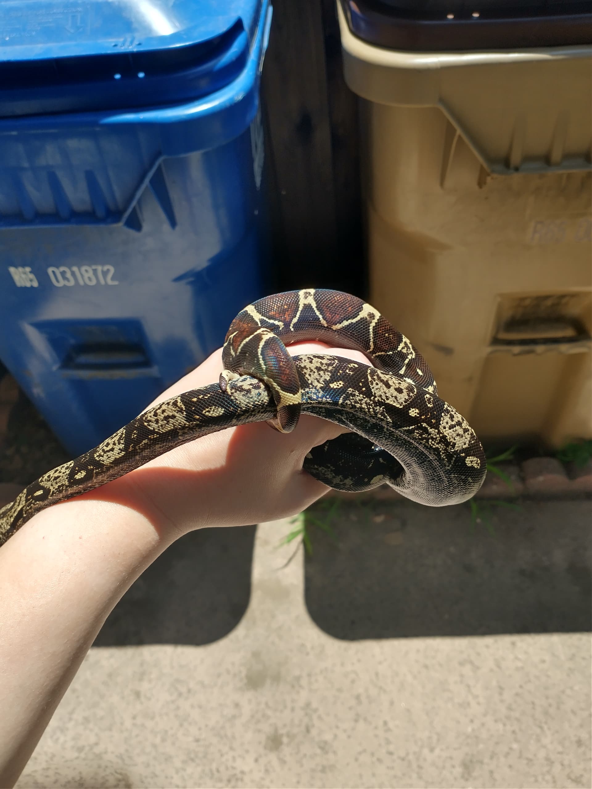 Interesting Tails! (send pics!) - Ball Pythons - MorphMarket Reptile ...