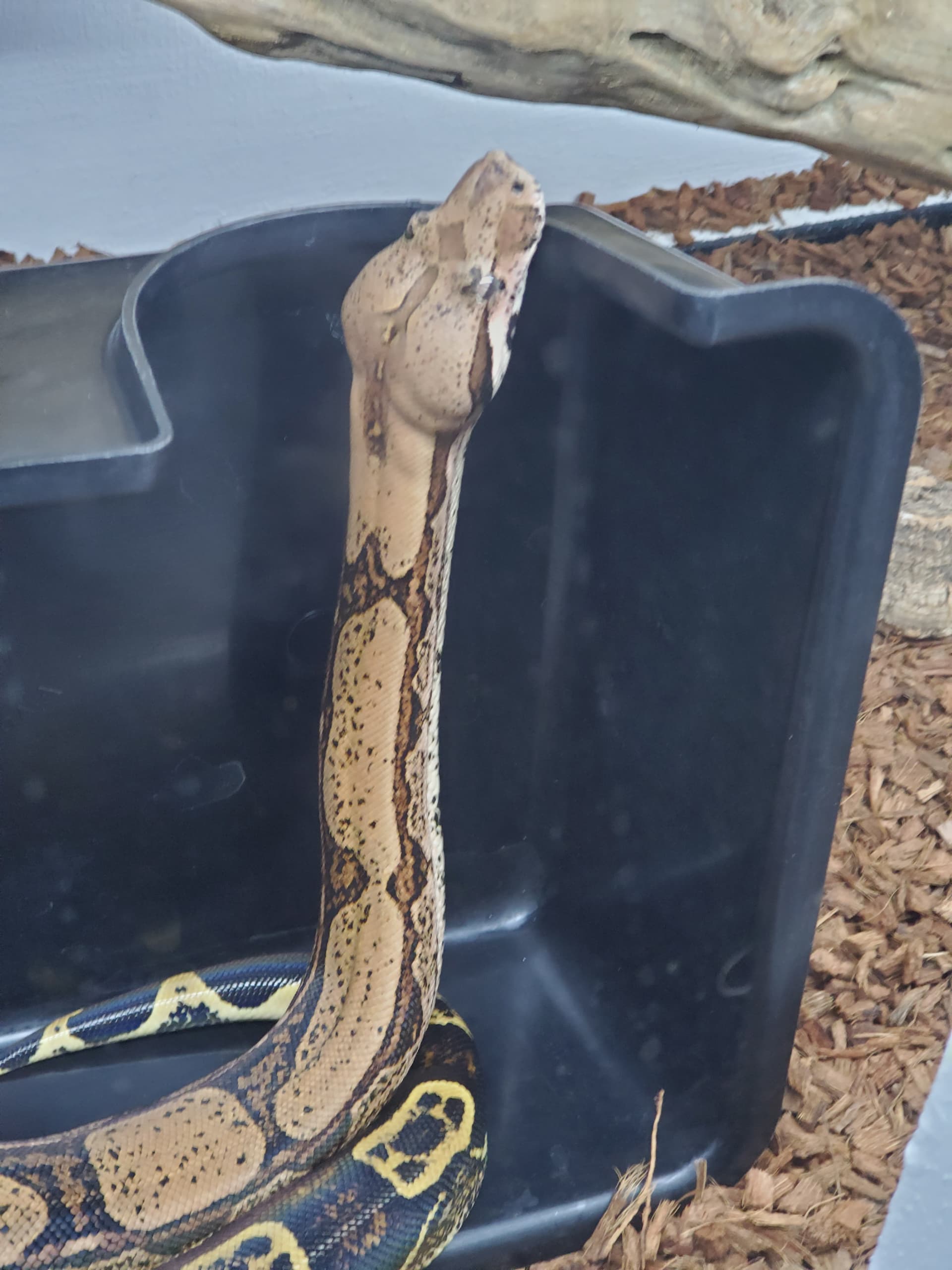 Show your silly reptile pictures! - All Reptiles - MorphMarket Reptile ...