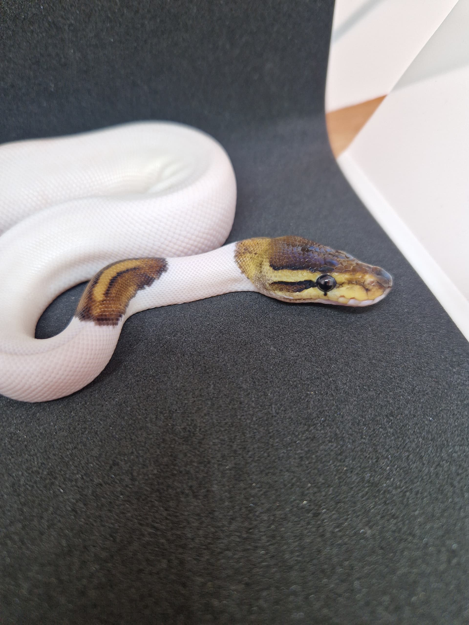Black Pastel Pied or Black Pewter Pied - Ball Pythons - MorphMarket ...