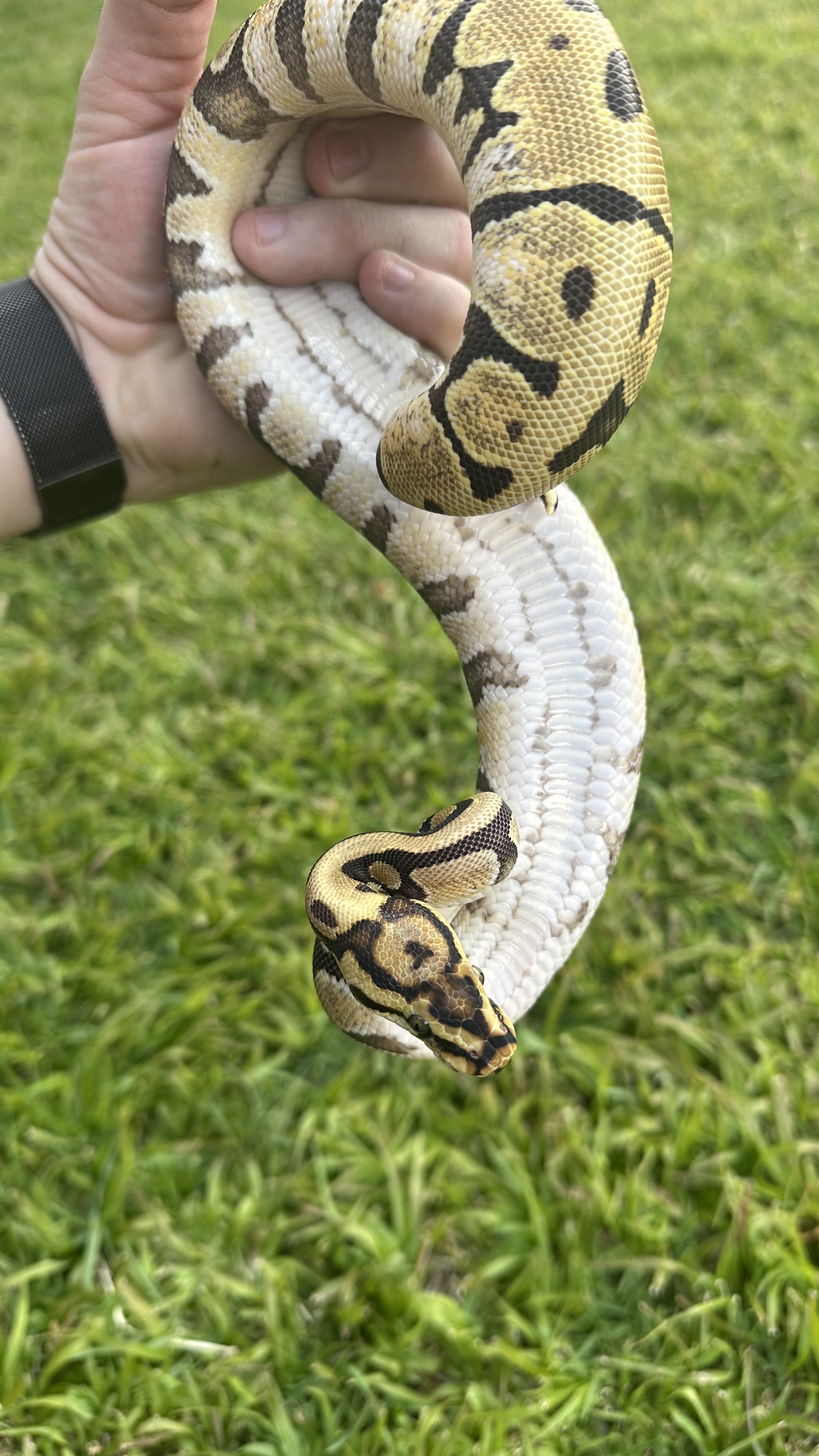 Help needed to ID Enchi Red Stripe/Special - Ball Pythons - MorphMarket ...