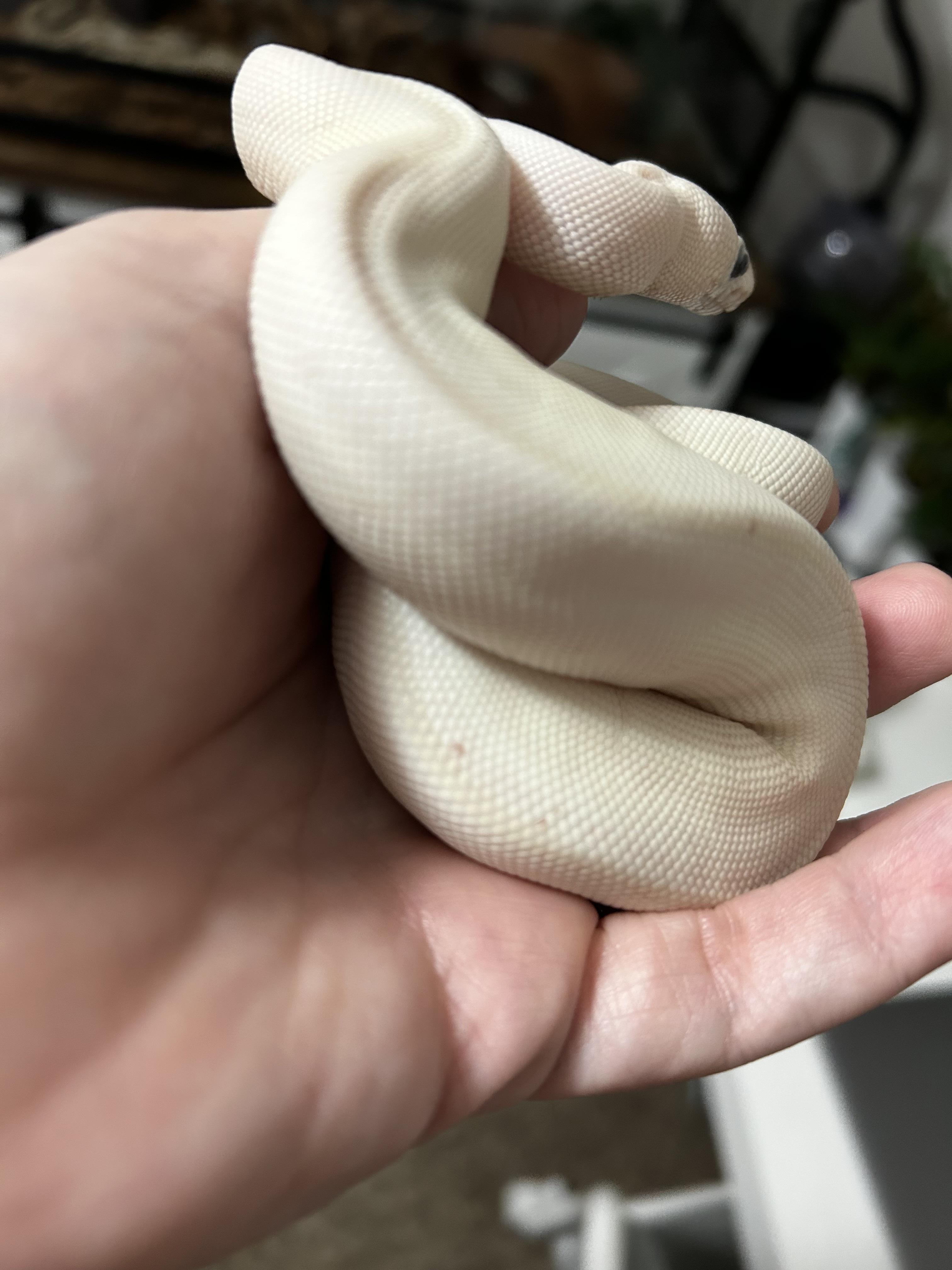 Ball python scale rot - All Reptiles - MorphMarket Reptile Community