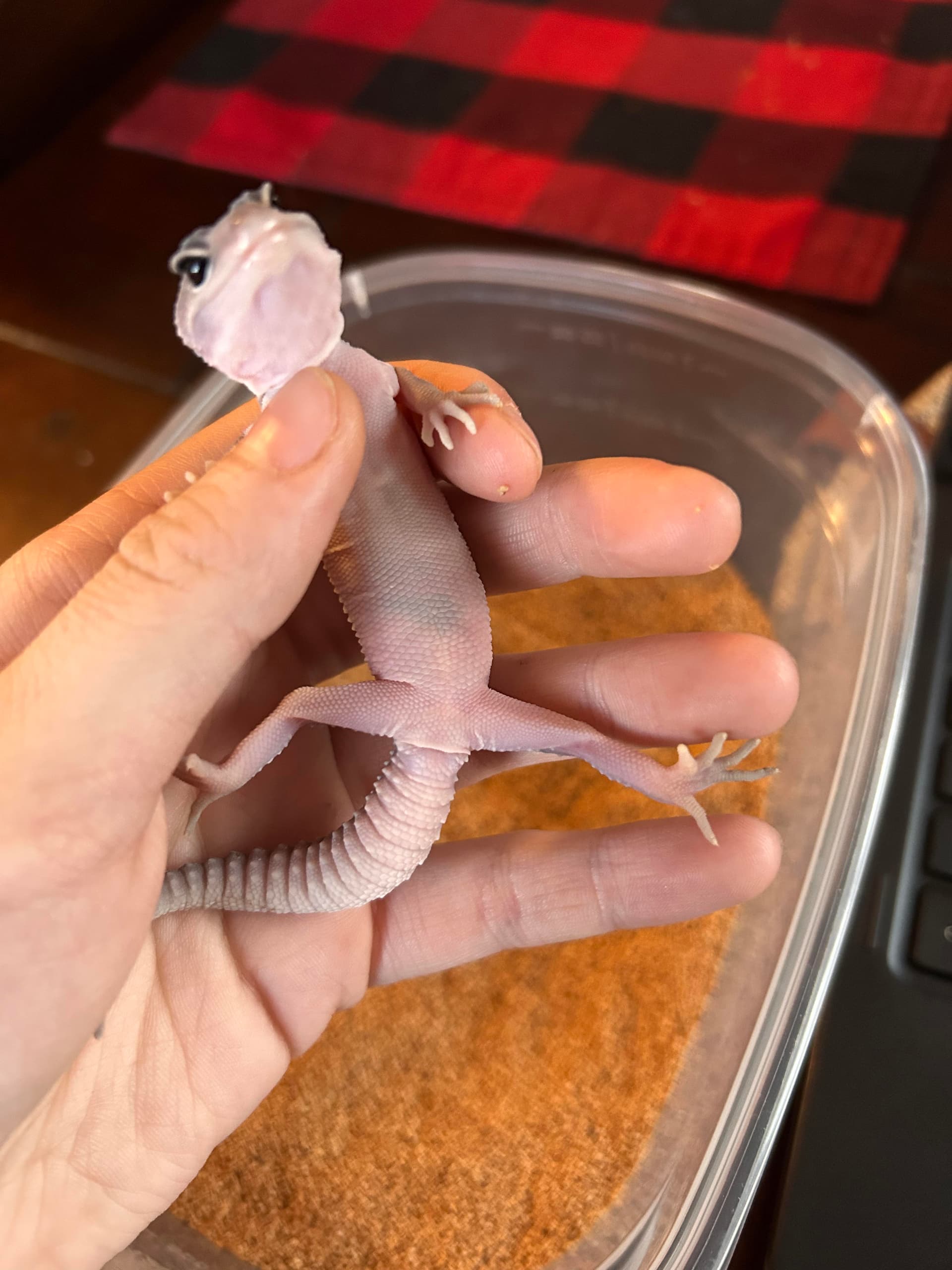 cool looking leopard geckos