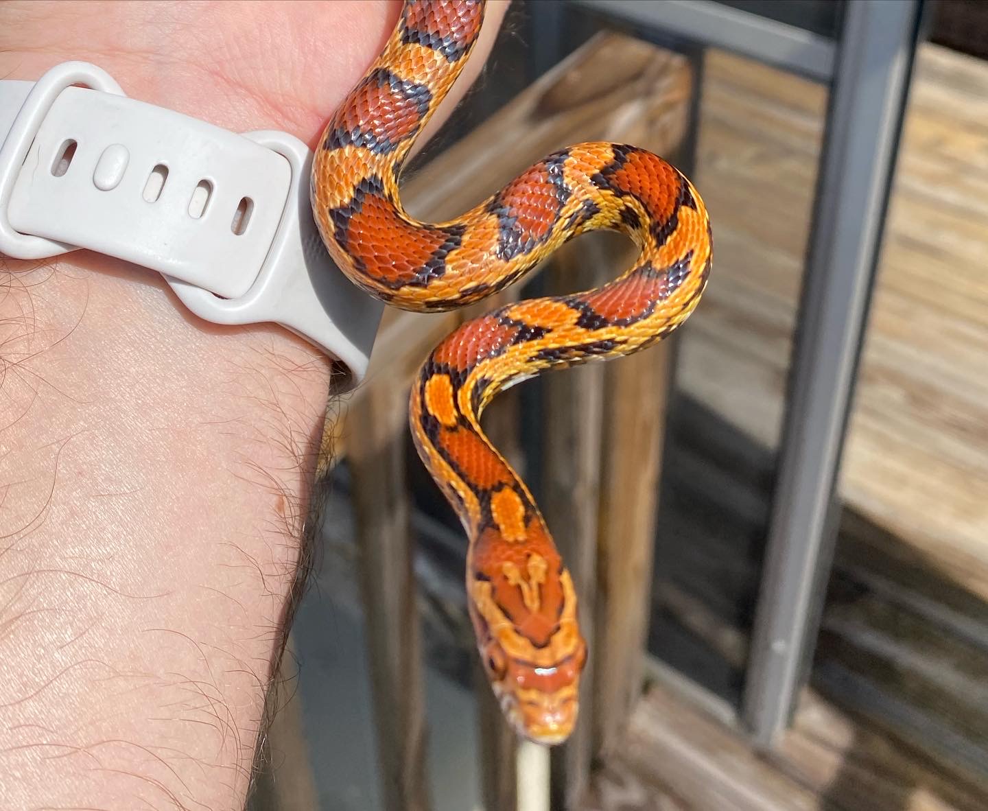 Okeetee Corns - Corn Snakes - MorphMarket Reptile Community