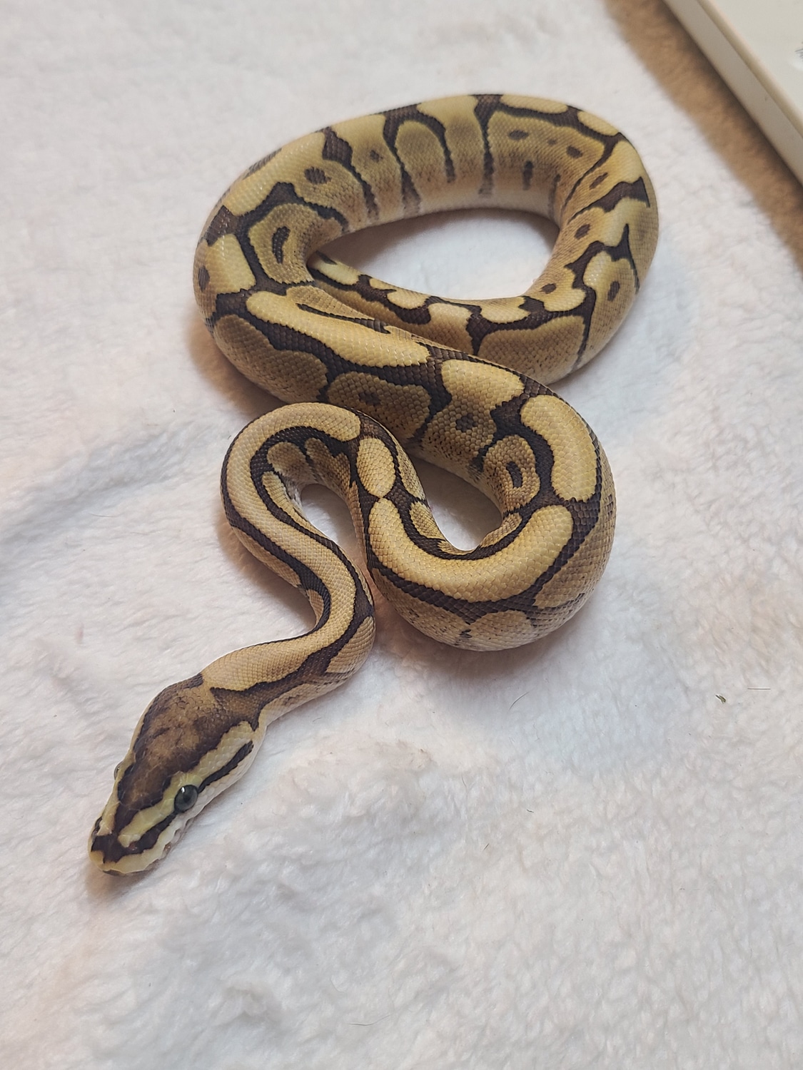 Volta - Ball Python Traits - Morphpedia