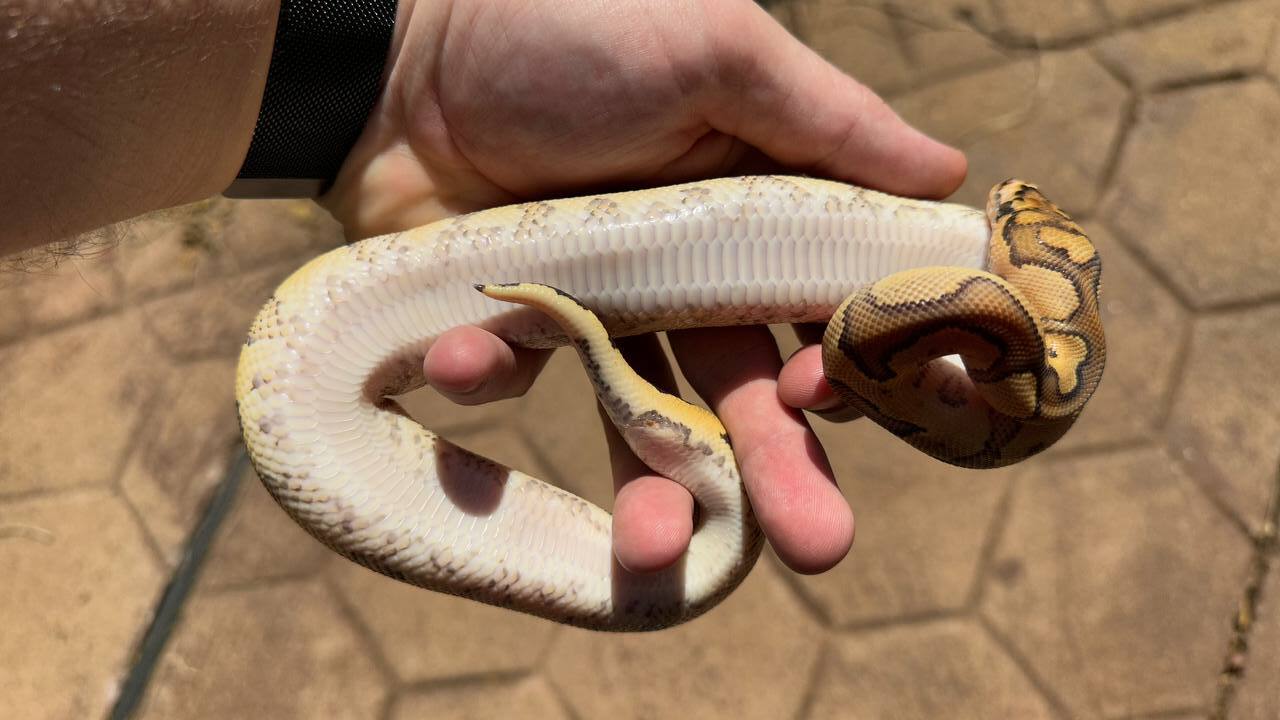 Help needed identifying Yellow Belly in a clown combo - Ball Pythons ...