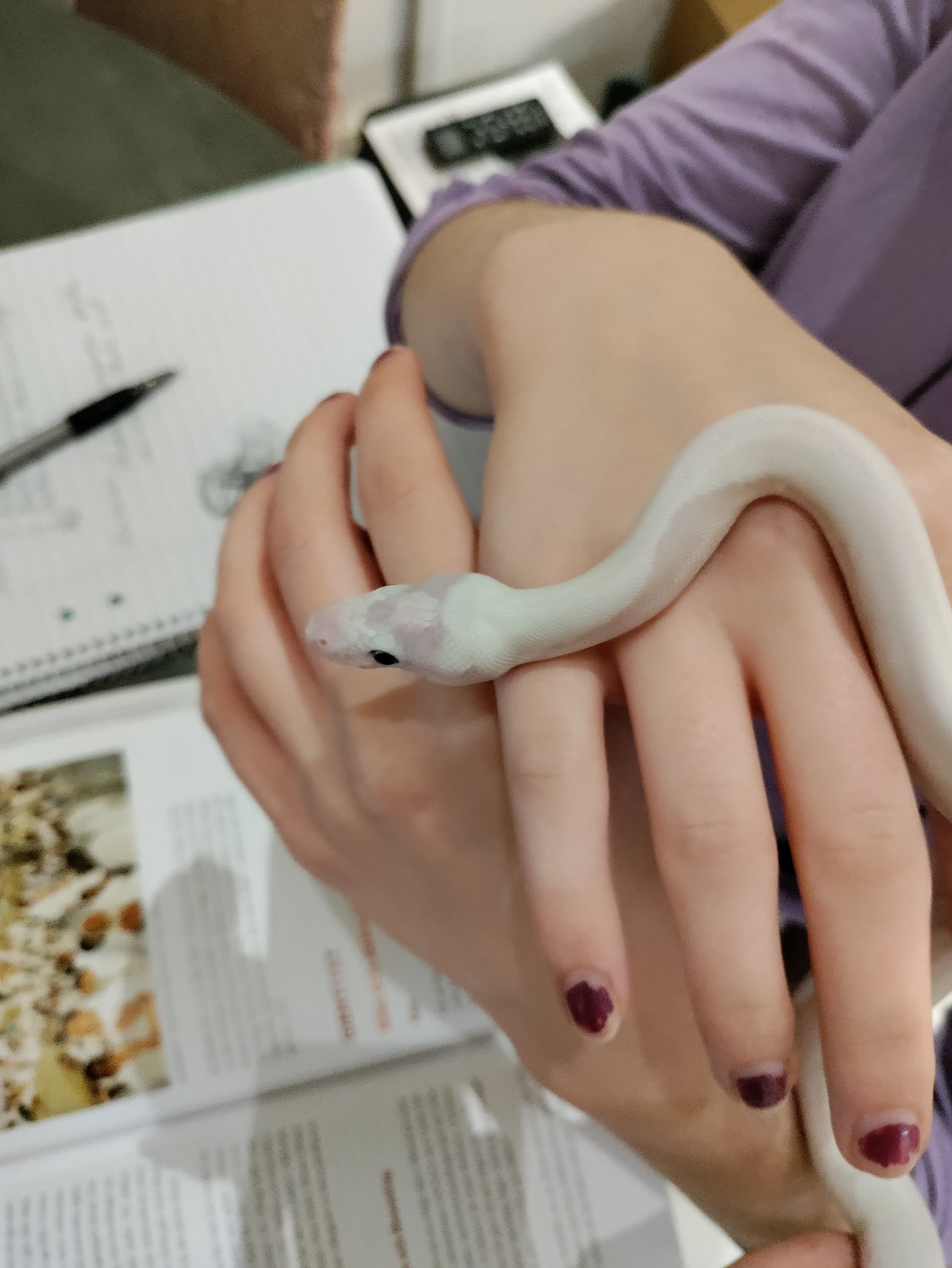 Partially translucent ball python - Ball Pythons - MorphMarket Reptile ...