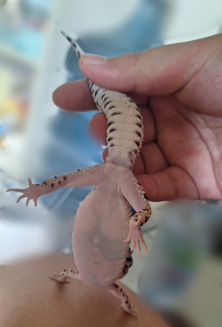 normal leopard gecko belly