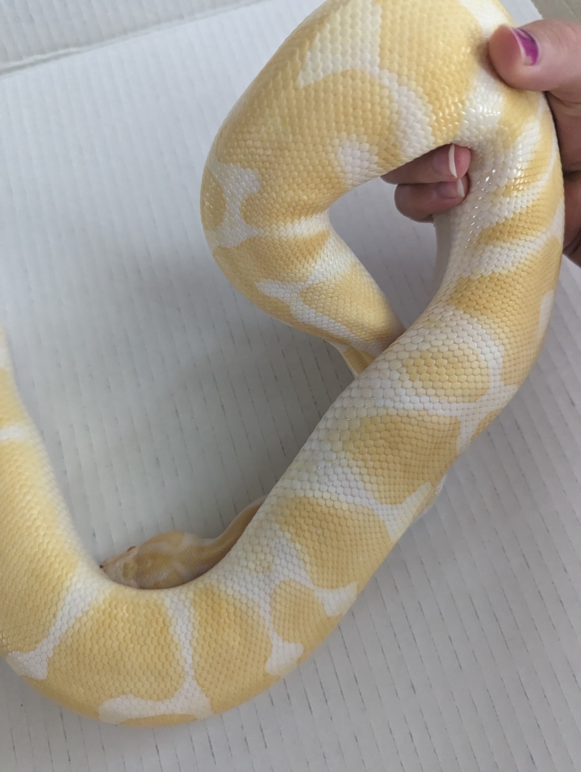 Need help identifying/Confirming Morphs - Ball Pythons - MorphMarket ...