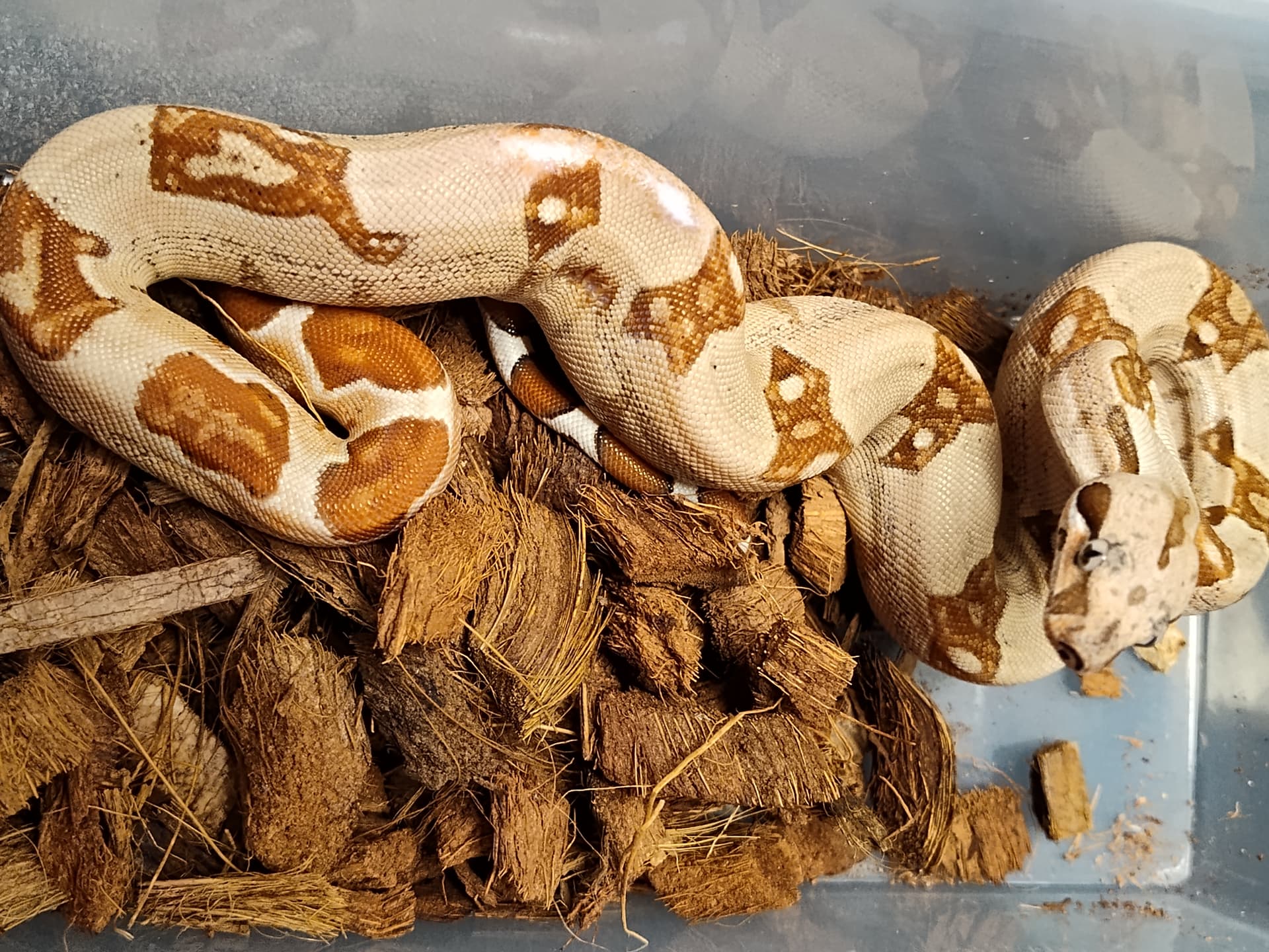 Boa babies from March 2nd 2025 - Boas - MorphMarket Reptile Community