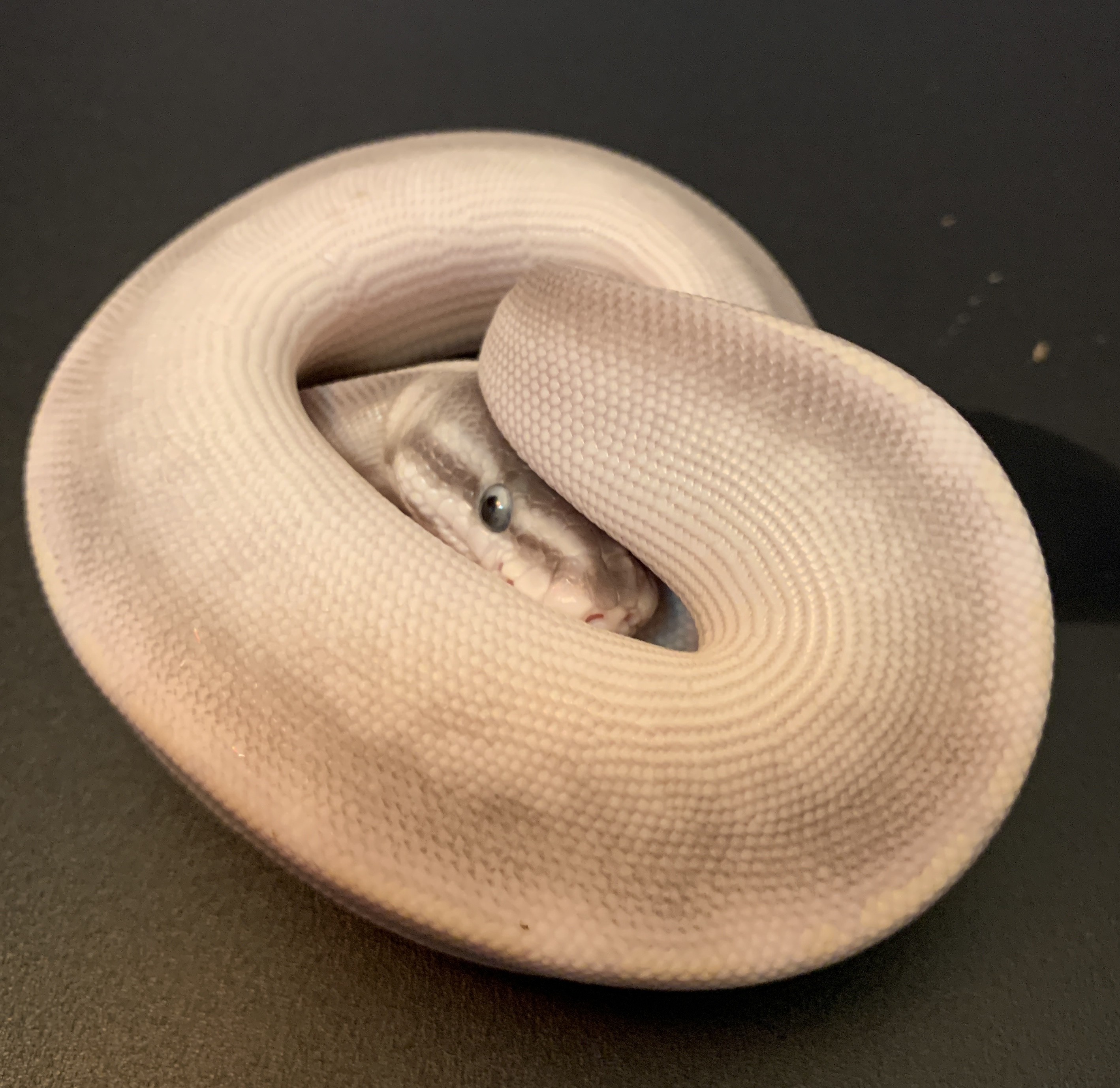 Phantom vs Mystic... What is your experence? - Ball Pythons ...