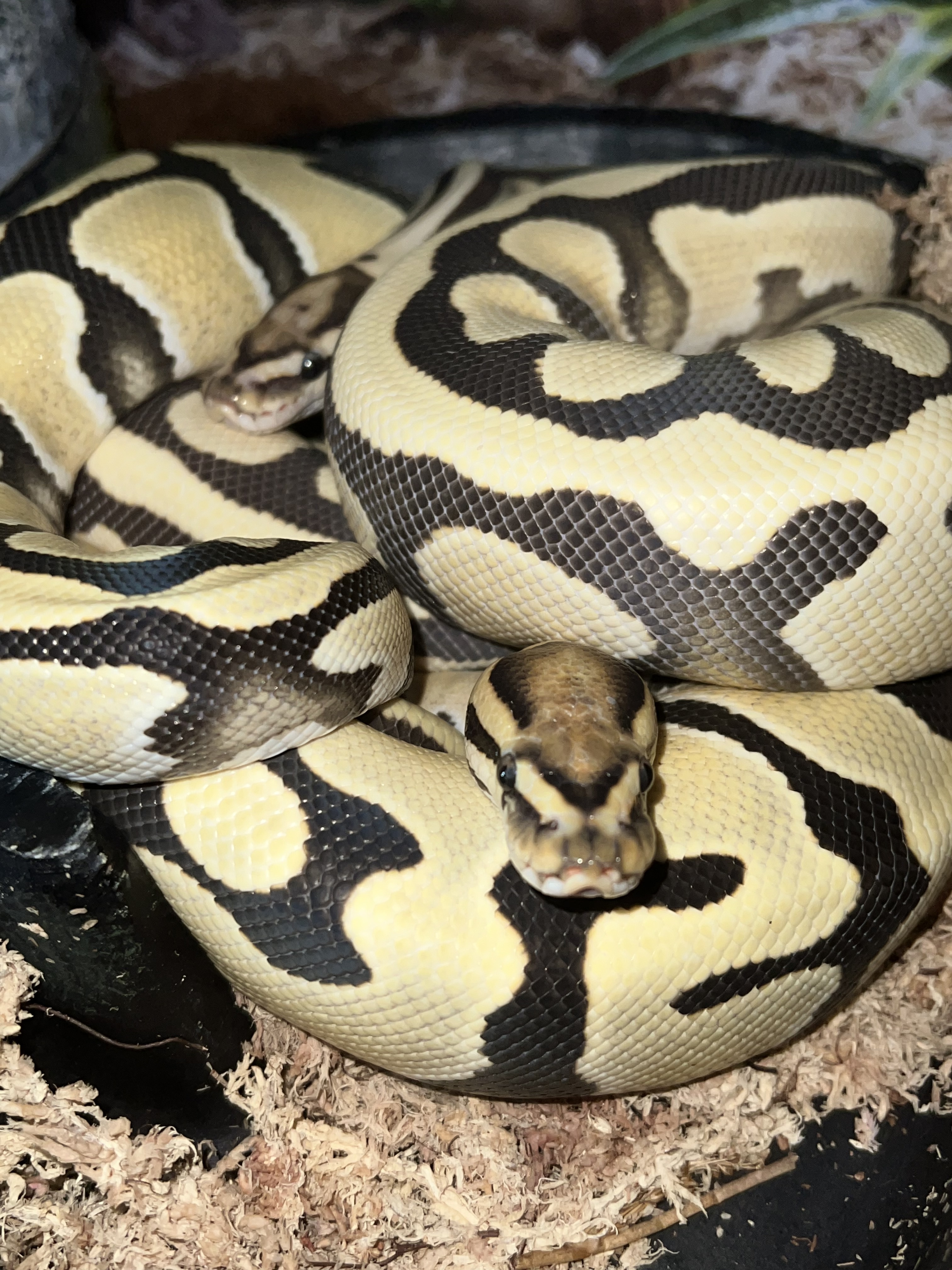 On Ball Python Cohabitation - #187 by trs_royals - Ball Pythons ...