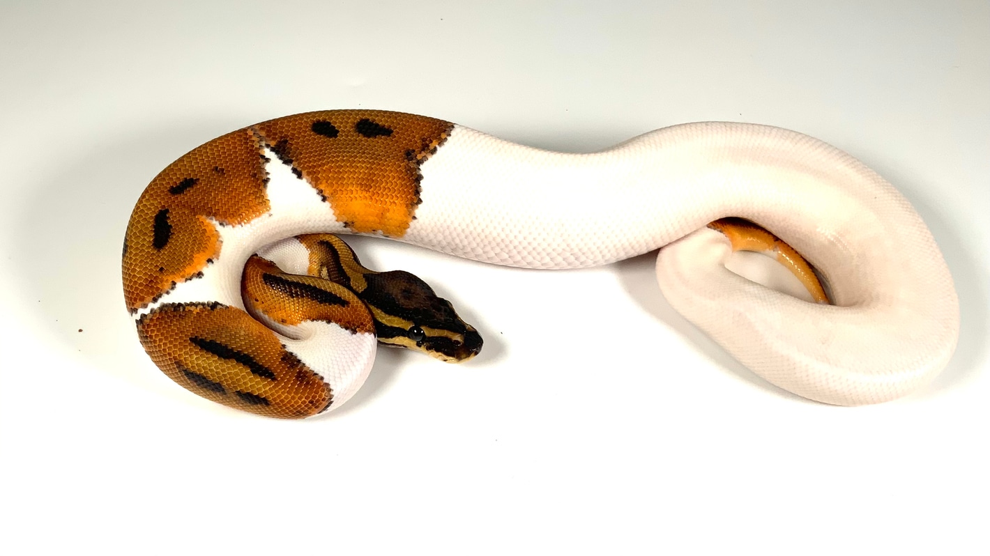 High Intensity OD - Ball Python Traits - Morphpedia