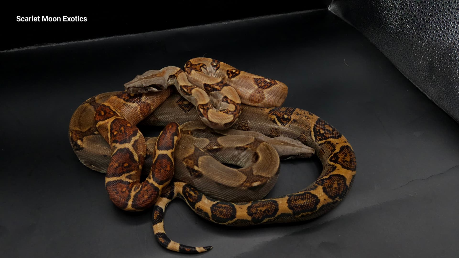 Need help Finding new species to experience - Page 2 - All Reptiles ...