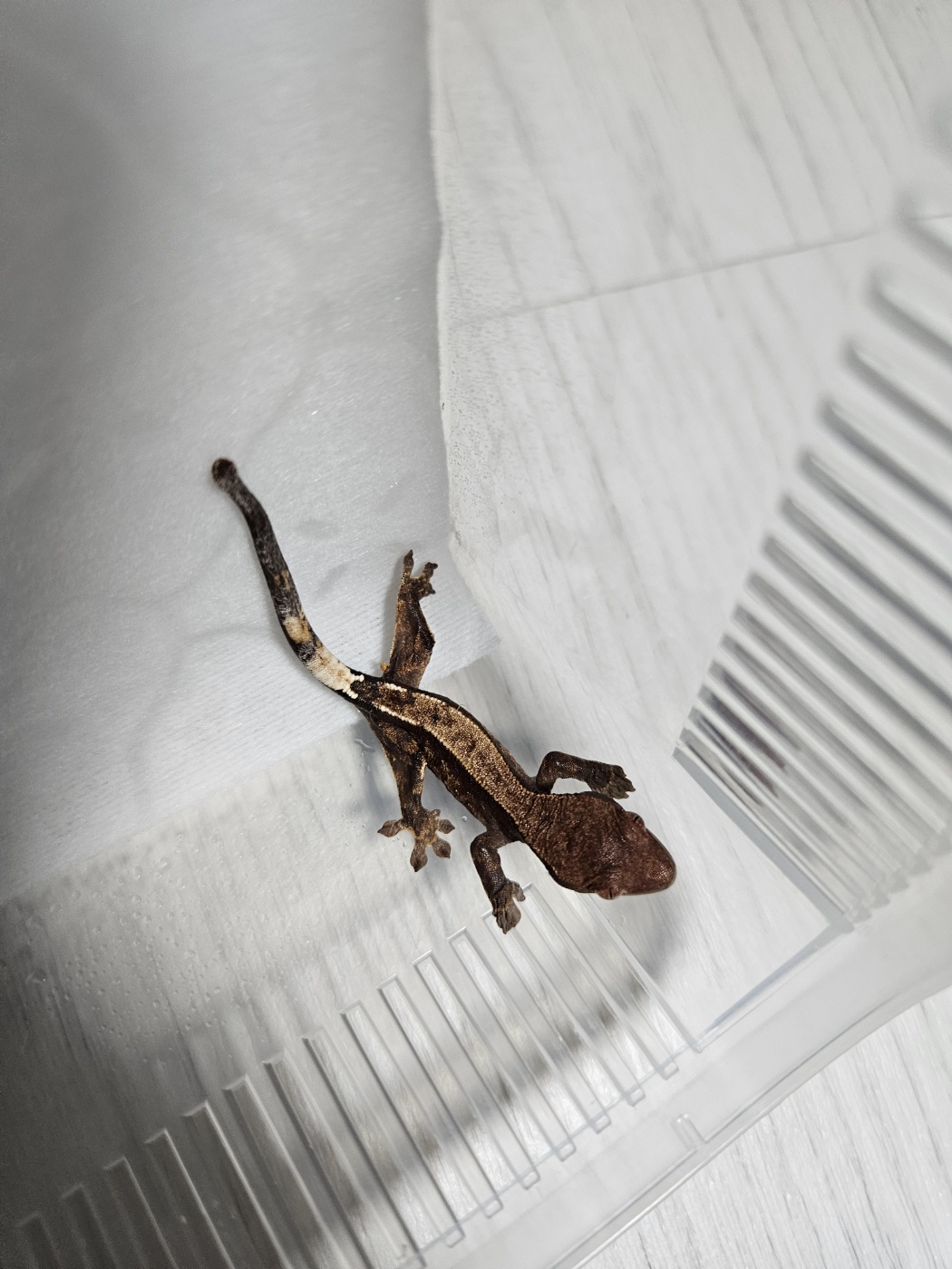 What my morph? - All Reptiles - MorphMarket Reptile Community