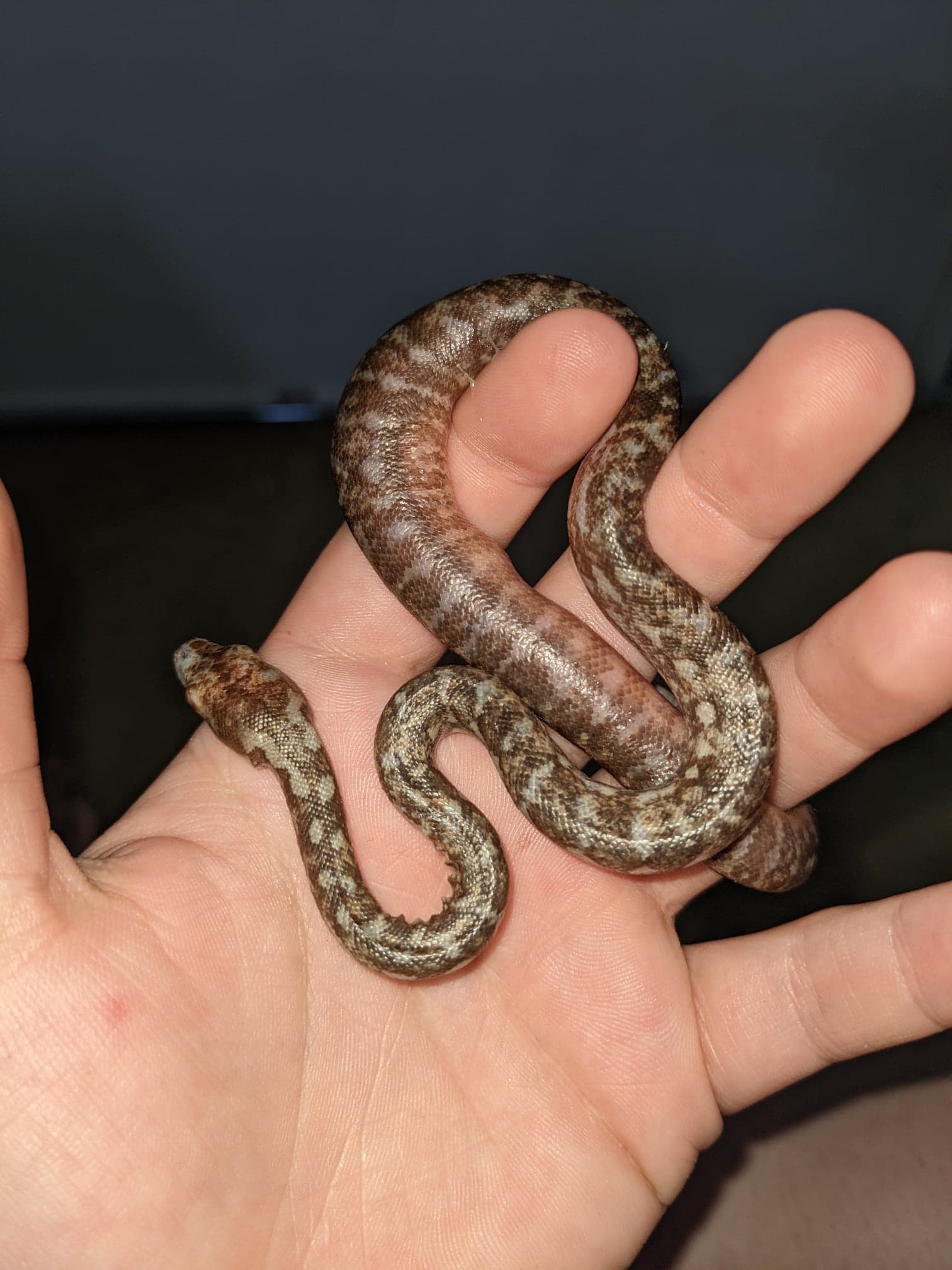 Paradox - Carpet Python Traits - Morphpedia