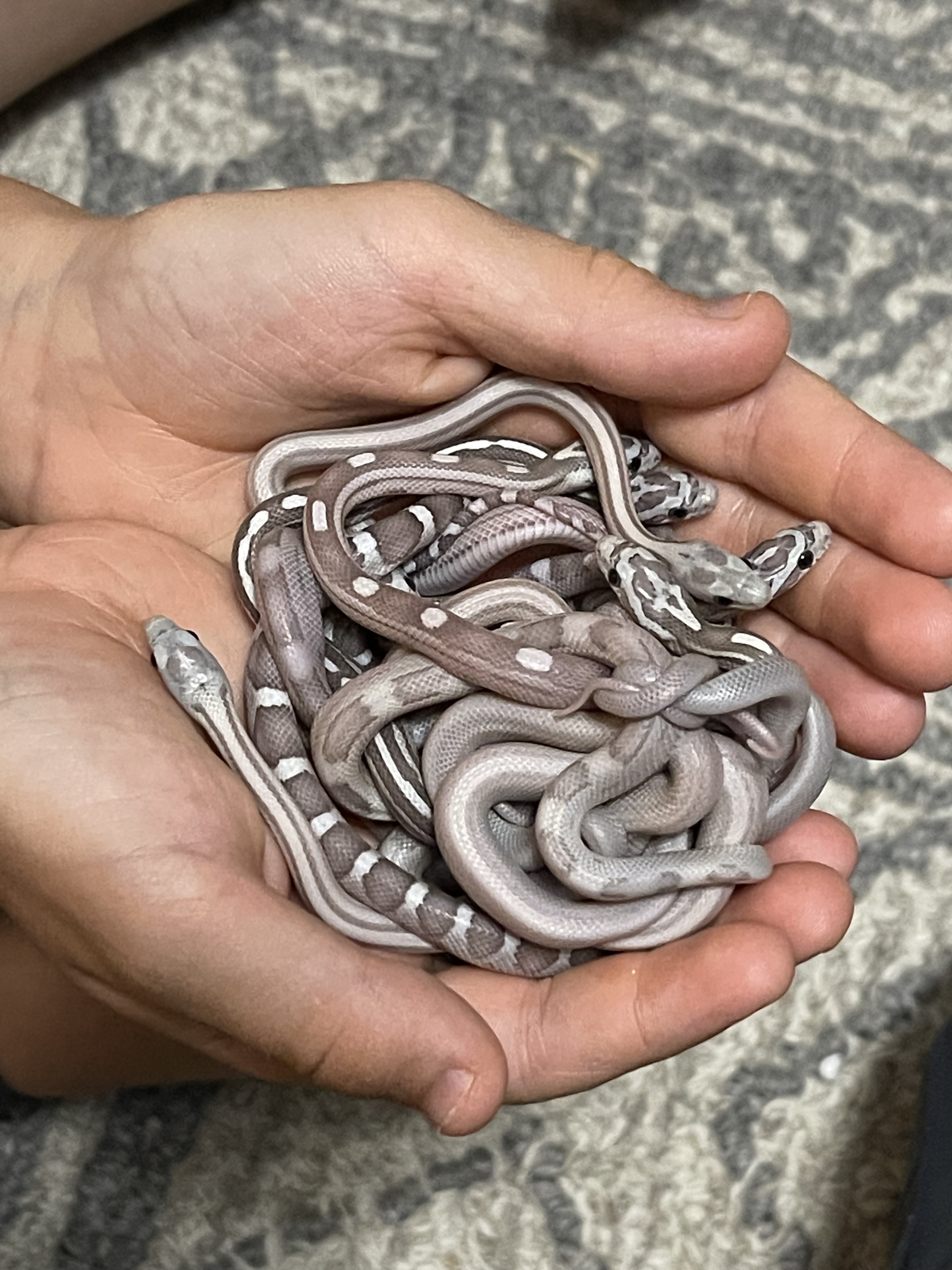 2025 Pairings + Confetti Saga - Page 12 - Corn Snakes - MorphMarket ...