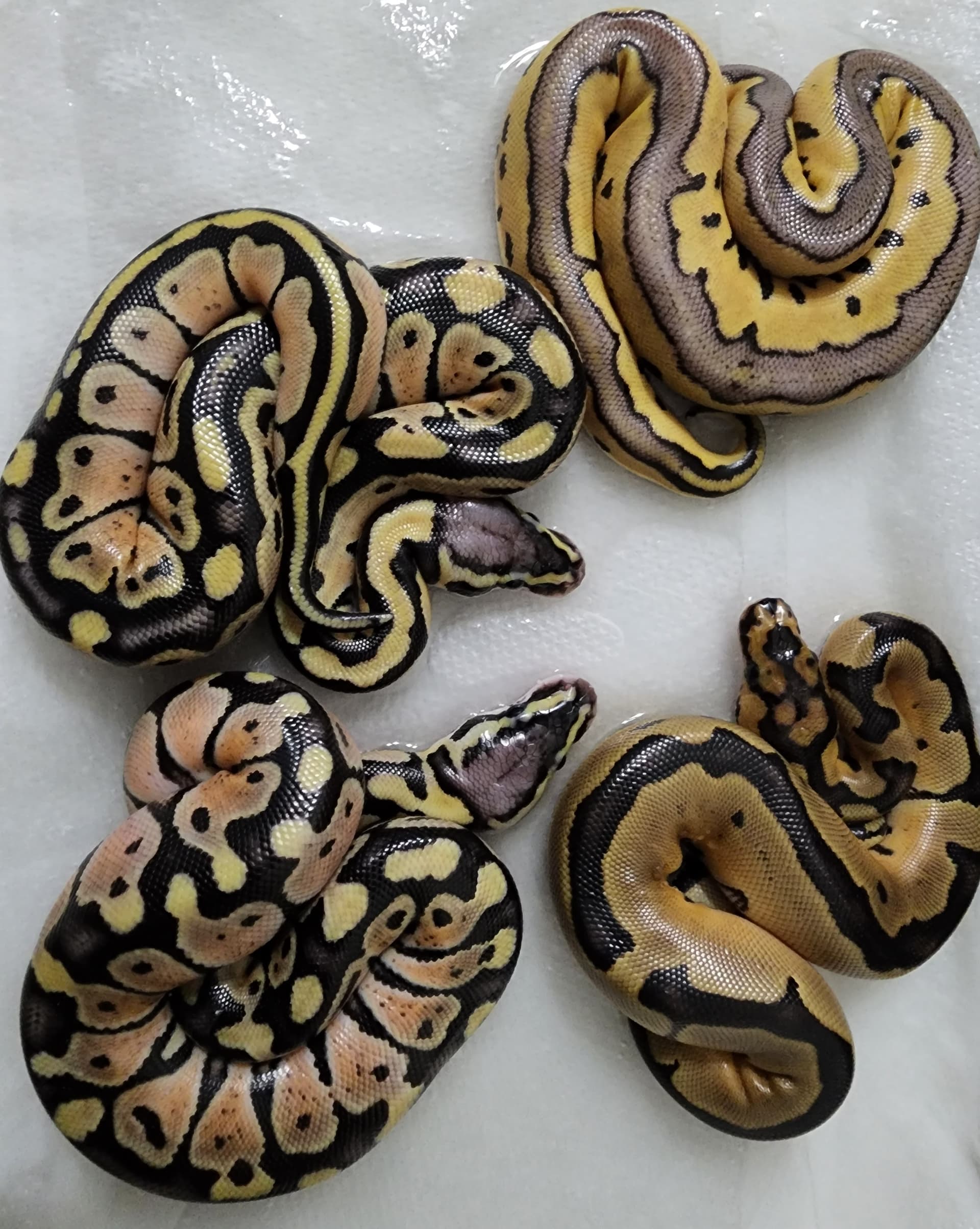 Show off your Ball Pythons - Ball Pythons - MorphMarket Reptile Community