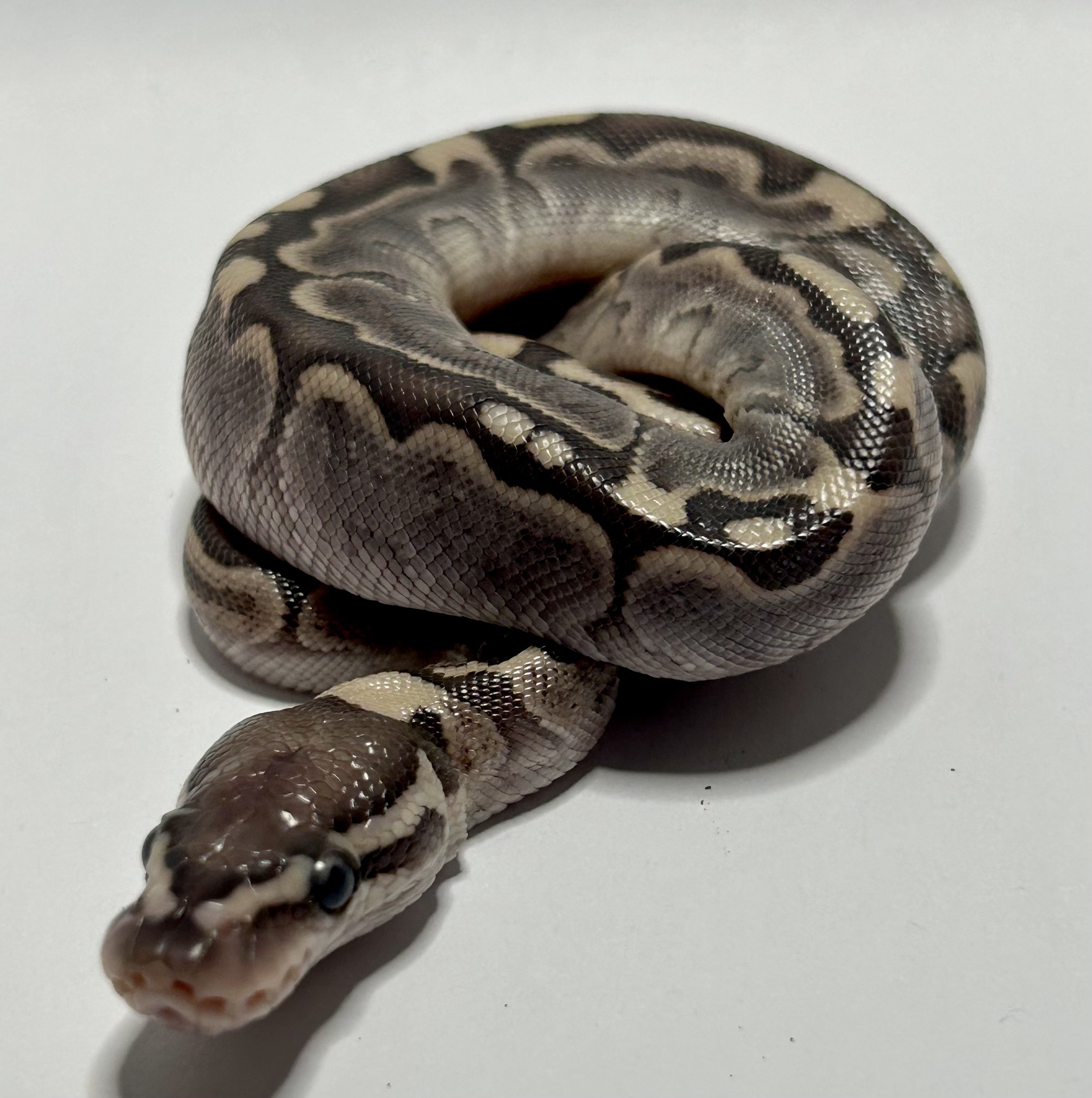 Trying to ID babies for a second year in a row from the same BEL Mom ...