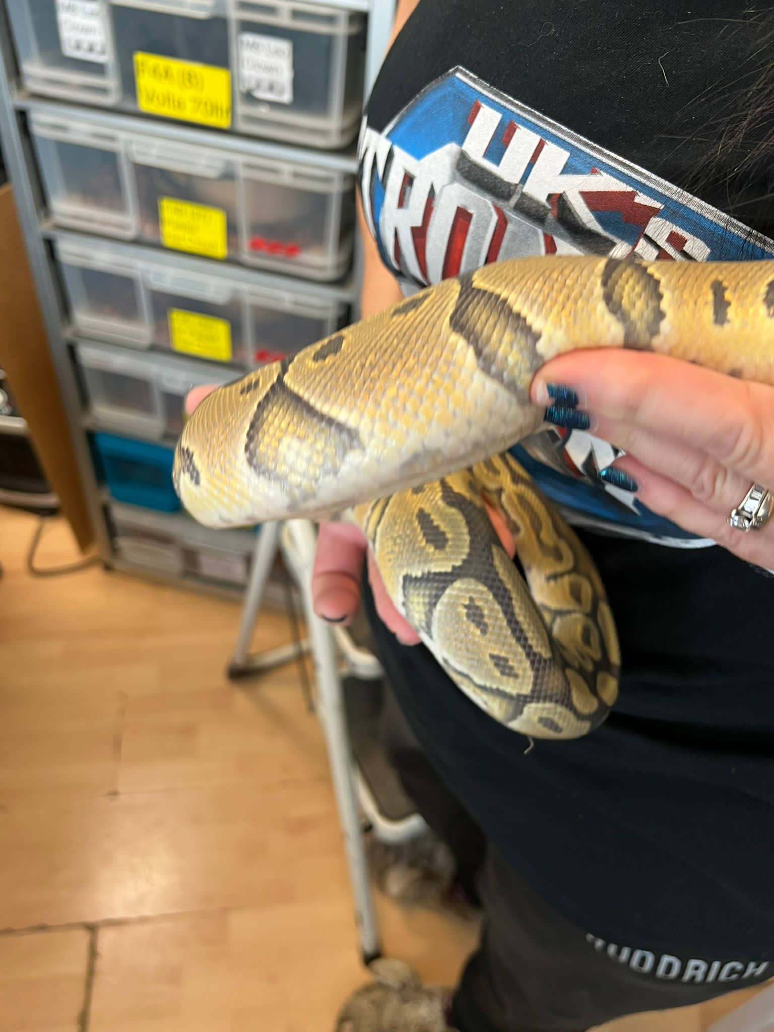 Sandstorm - Ball Python Traits - Morphpedia