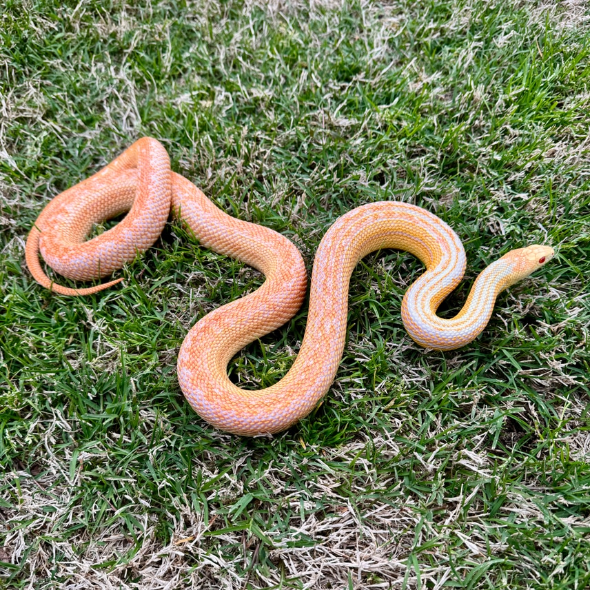 Albino (Applegate) - Gopher Snake Traits - Morphpedia