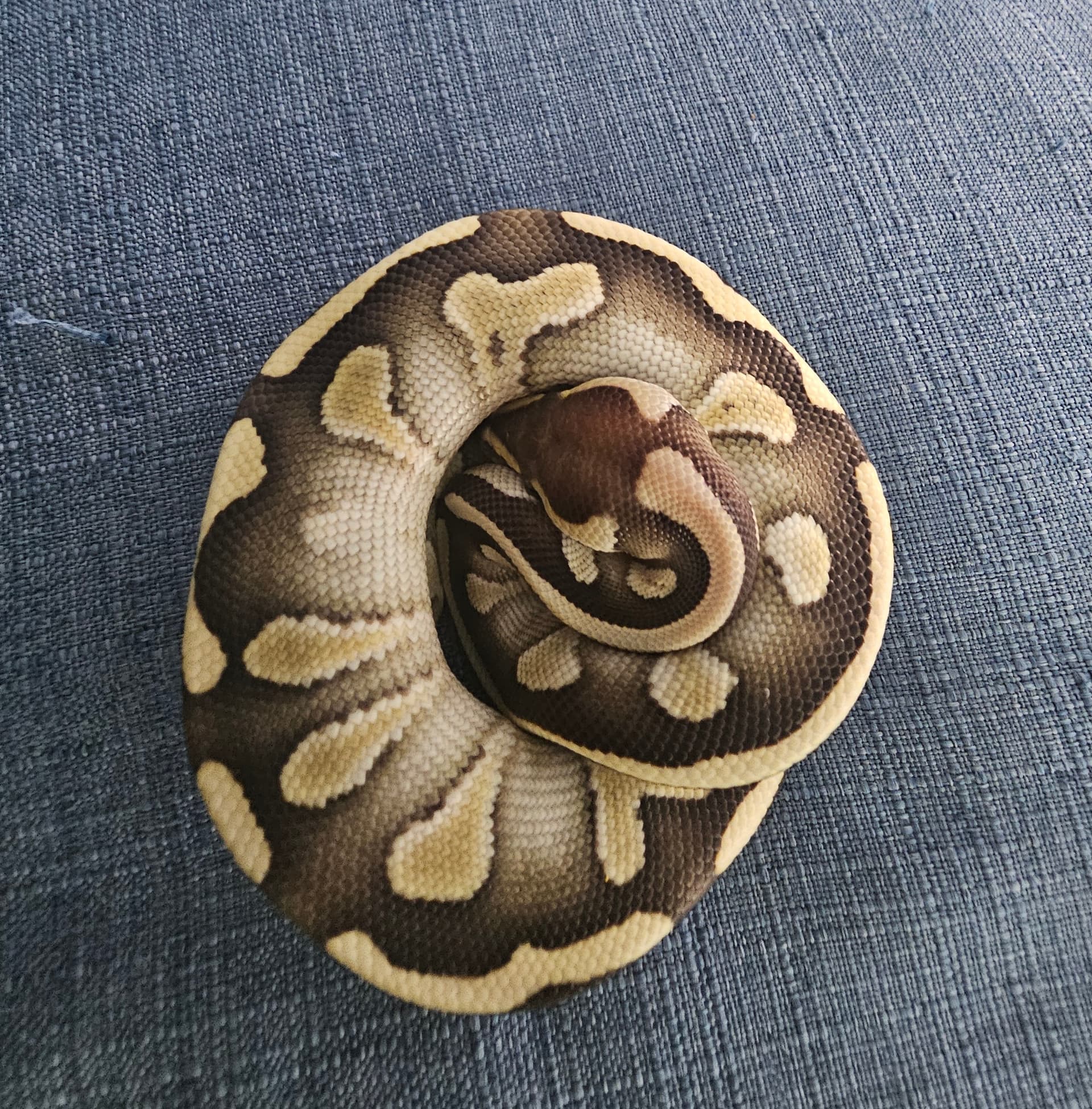 Morph confirmation and Breeding Ideas - Ball Pythons - MorphMarket Reptile Community