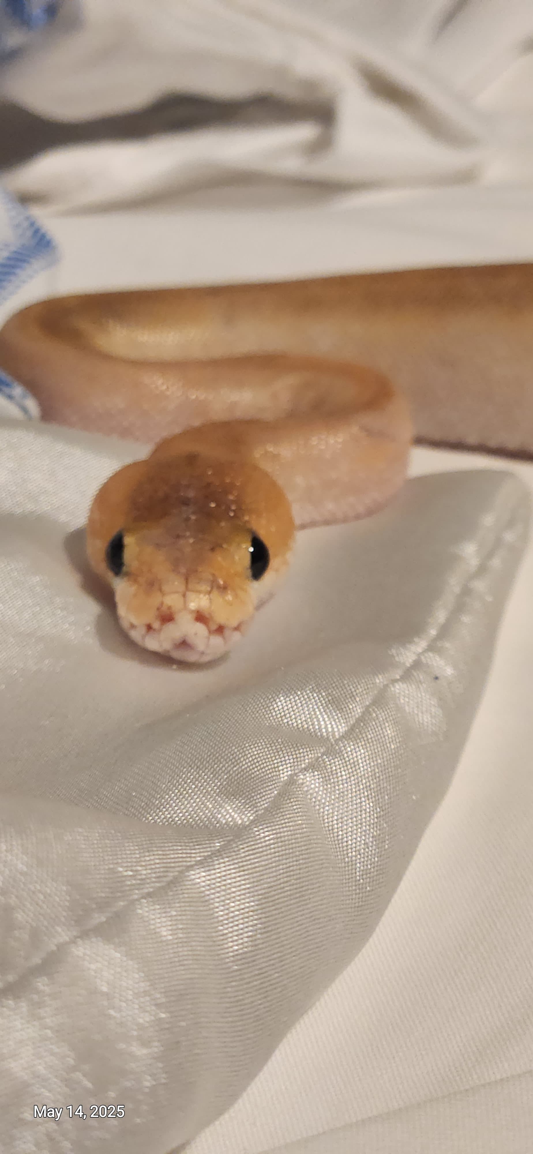 ABS used for enrichment - Ball Pythons - MorphMarket Reptile Community