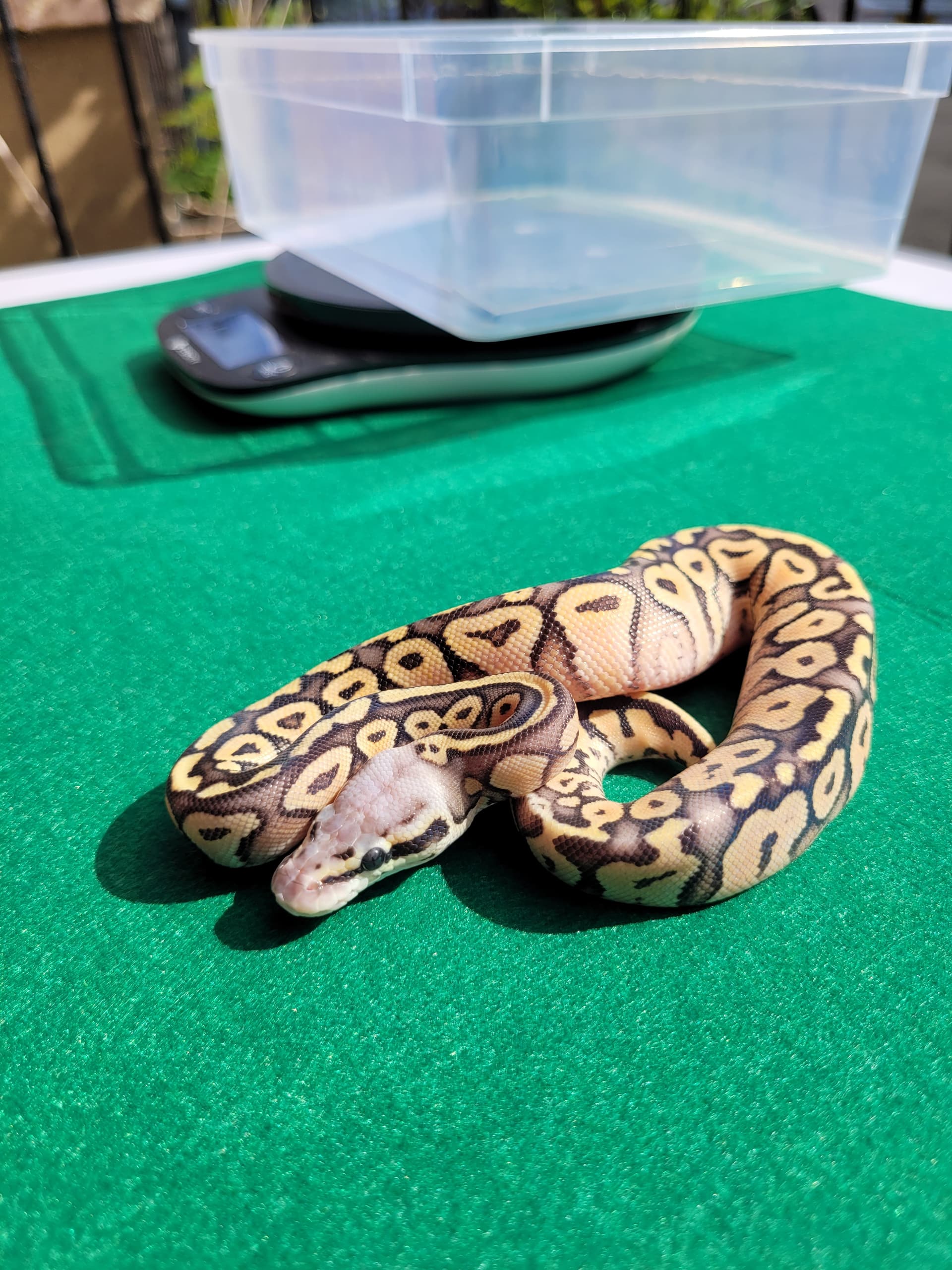 Assist with clutch ID please - Ball Pythons - MorphMarket Reptile Community