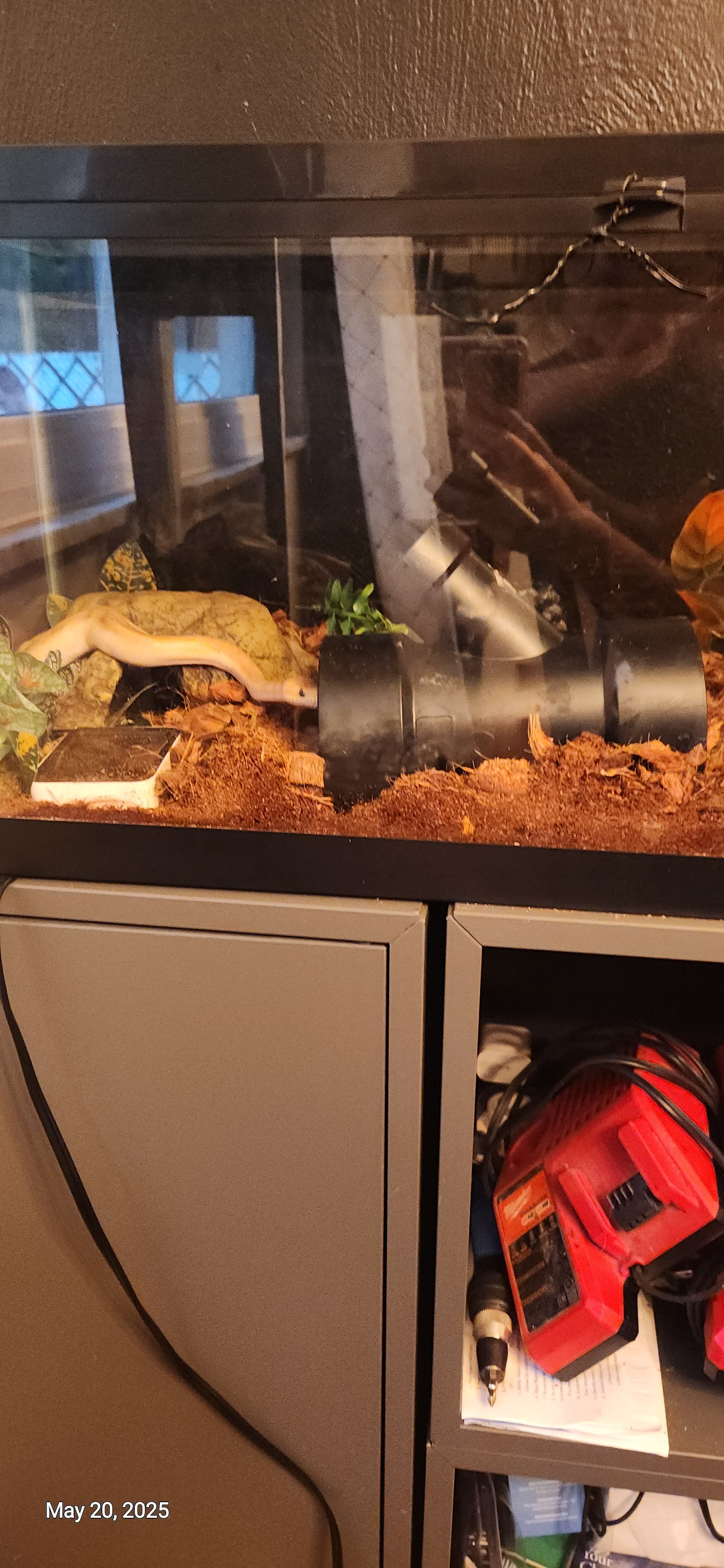 ABS used for enrichment - Ball Pythons - MorphMarket Reptile Community