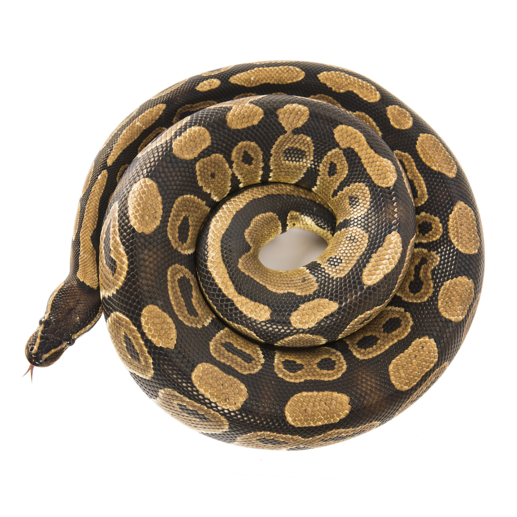 Latest Pythons topics - MorphMarket Reptile Community
