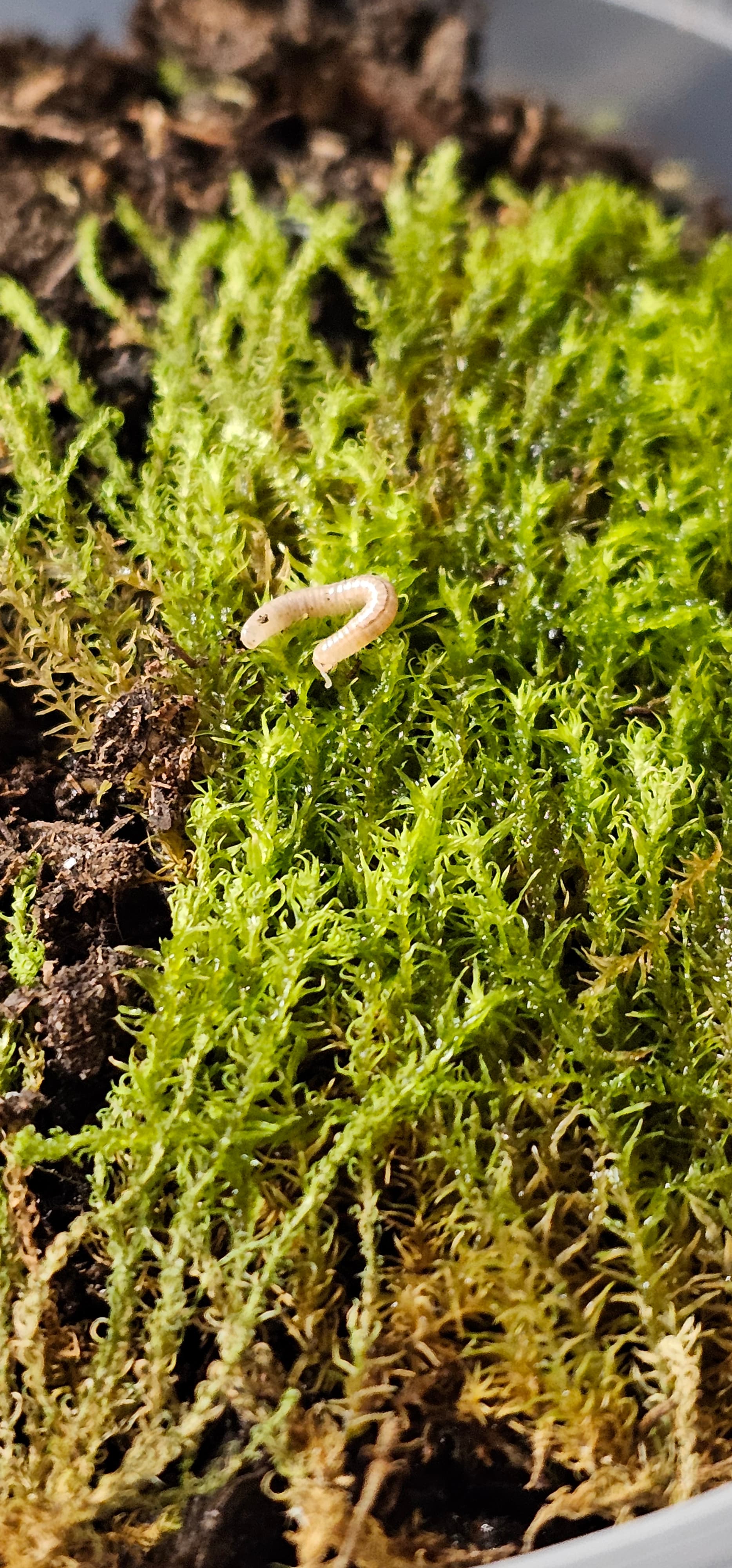 Giant African Millipede Babies! - Invertebrates - MorphMarket Reptile ...