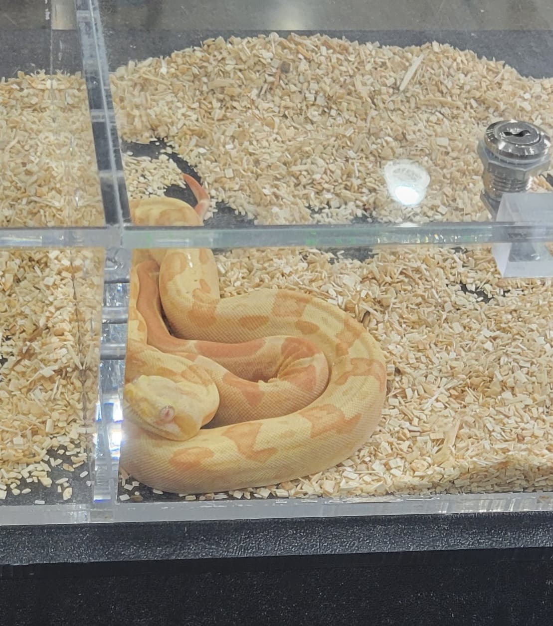 New boa, unknown genetics. Pretty! - Boa Constrictors - MorphMarket ...