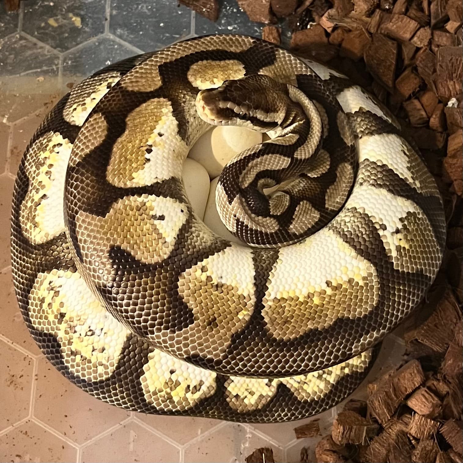 Clutch No’s 36 & 37 2 FANTASTIC Clutches! - Ball Pythons - MorphMarket ...