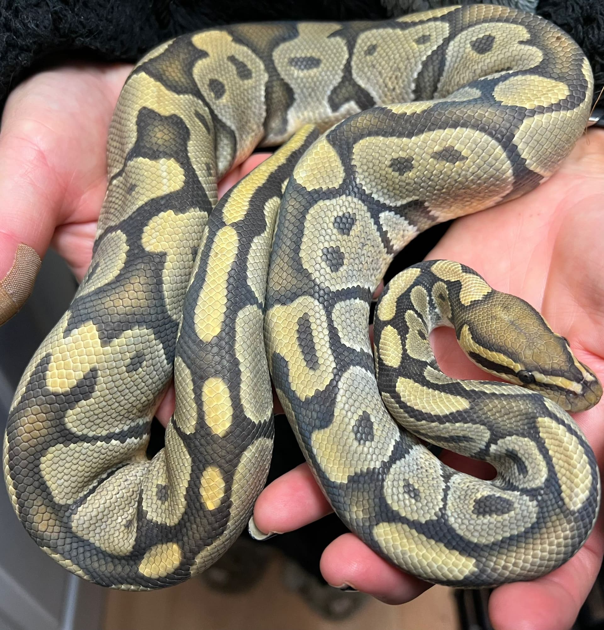 Sandstorm - Ball Python Traits - Morphpedia