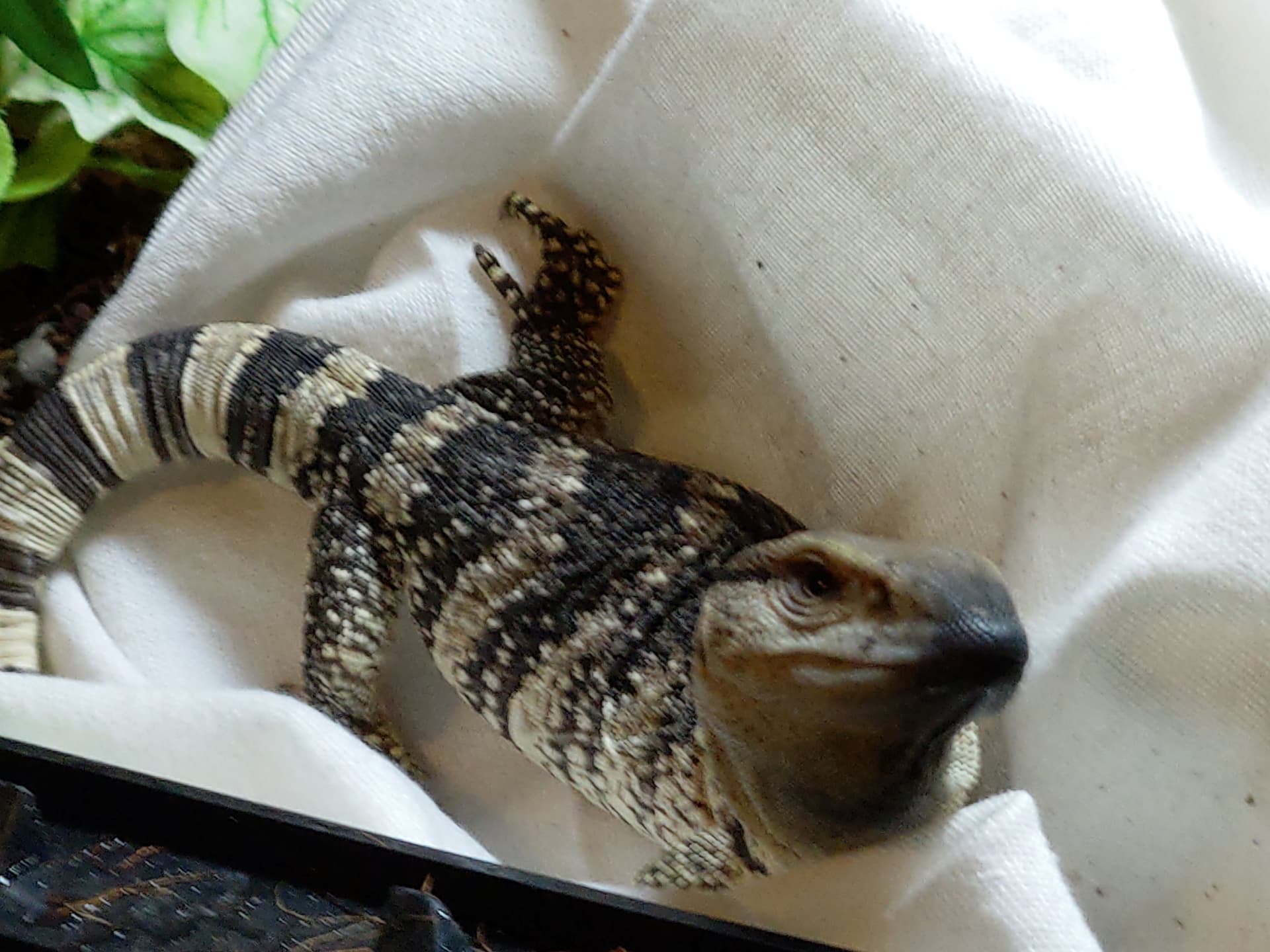 Reptile cold shoulder - All Reptiles - MorphMarket Reptile Community