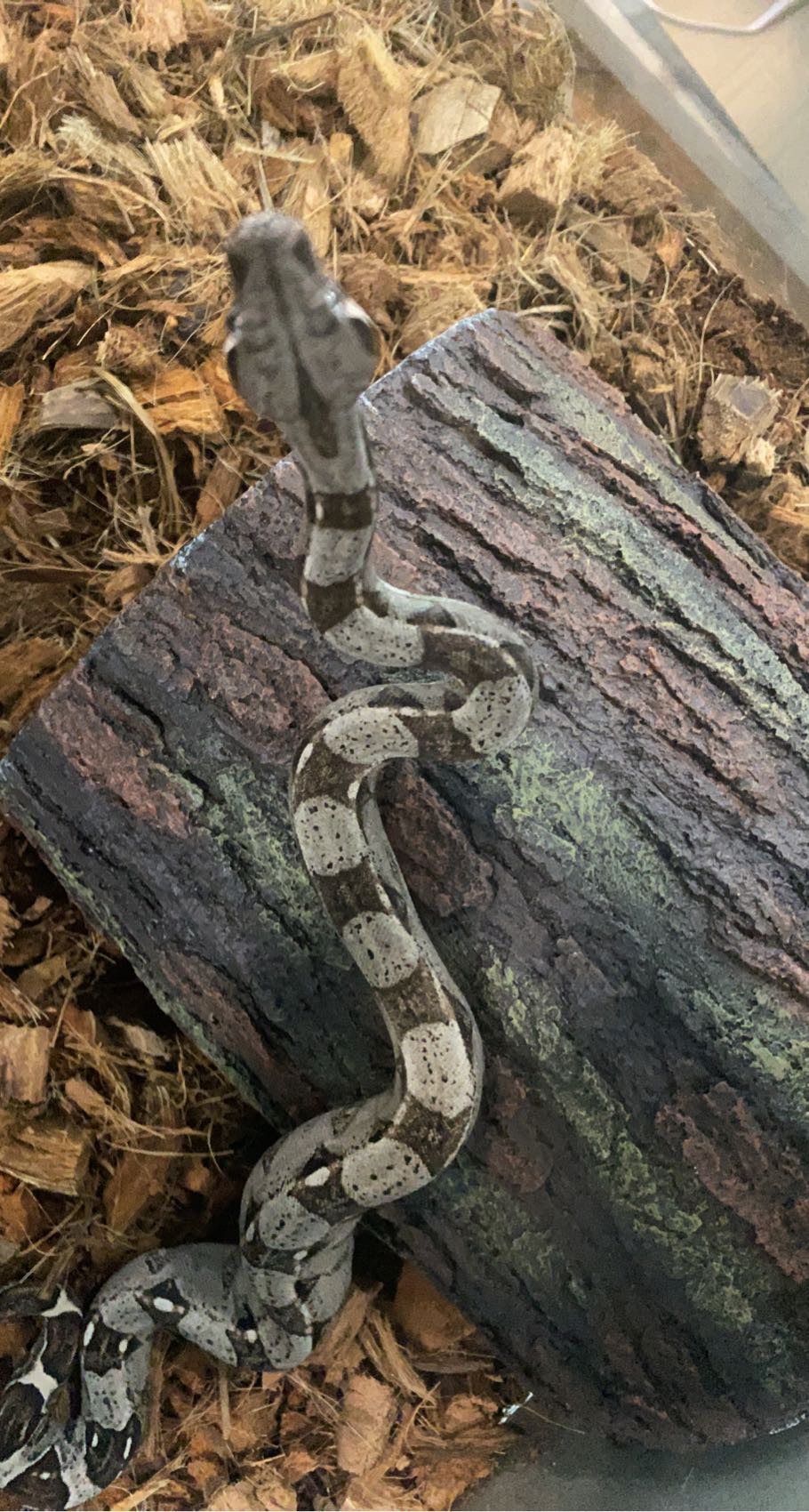 BCI or BCC ? Sold to me as red tail - Boa Constrictors - MorphMarket ...