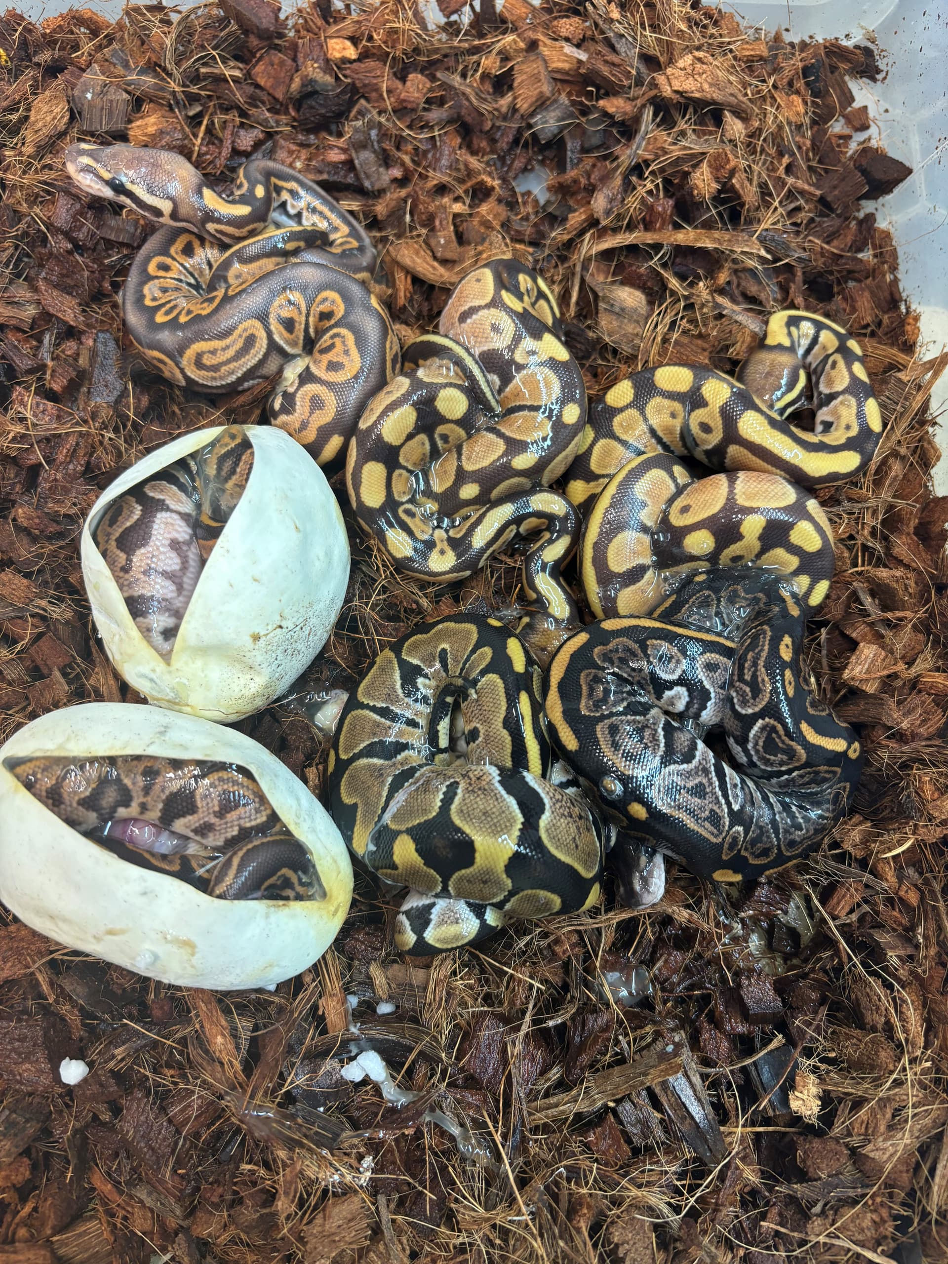 Allelic Morphs aka Complexes [Ball Pythons] - #383 by new_gene_balls ...