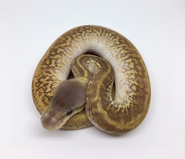 Monsoon - Ball Python Traits - Morphpedia