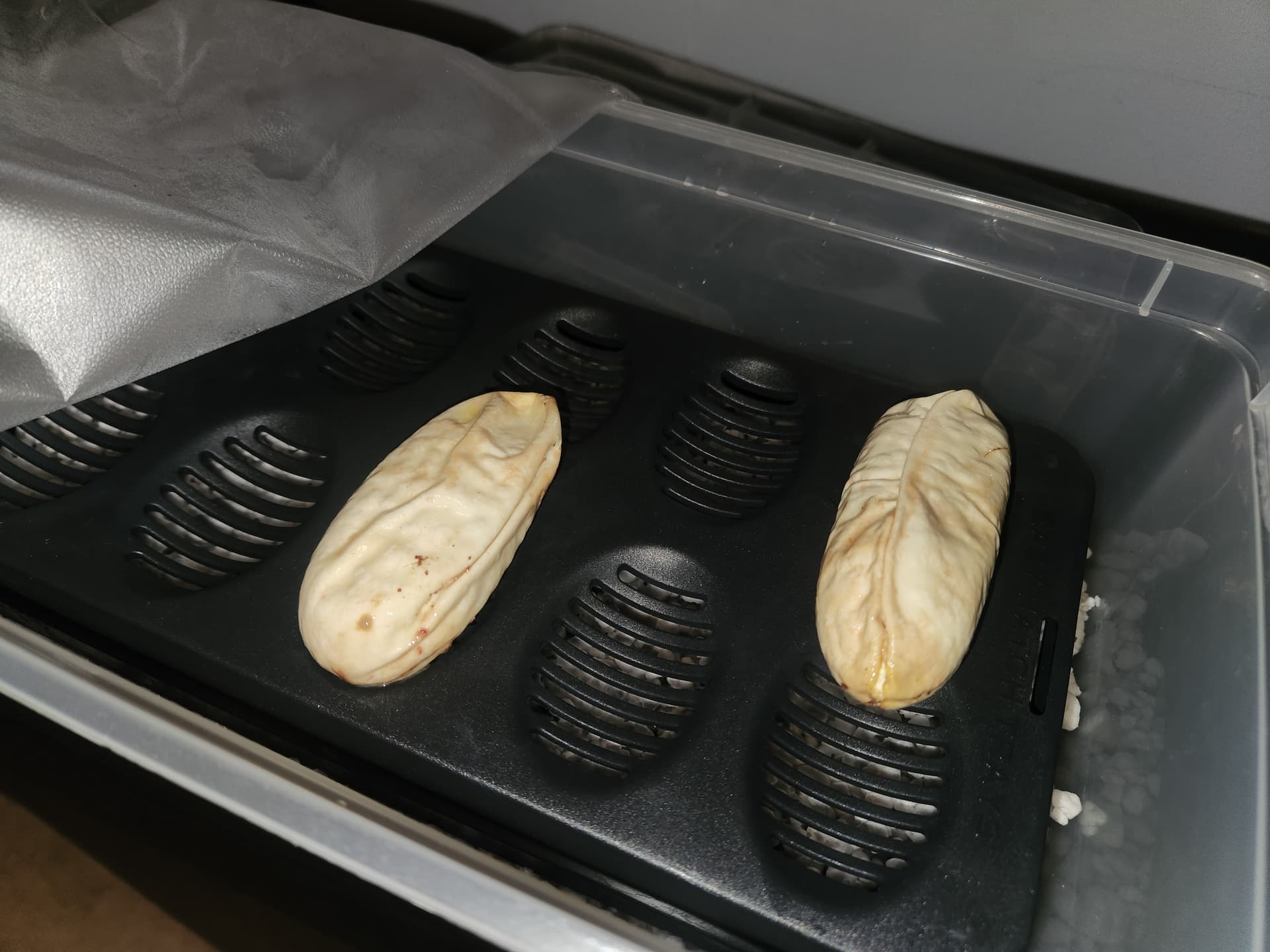 One slug layed 14 days after pre lay shed - Ball Pythons - MorphMarket ...