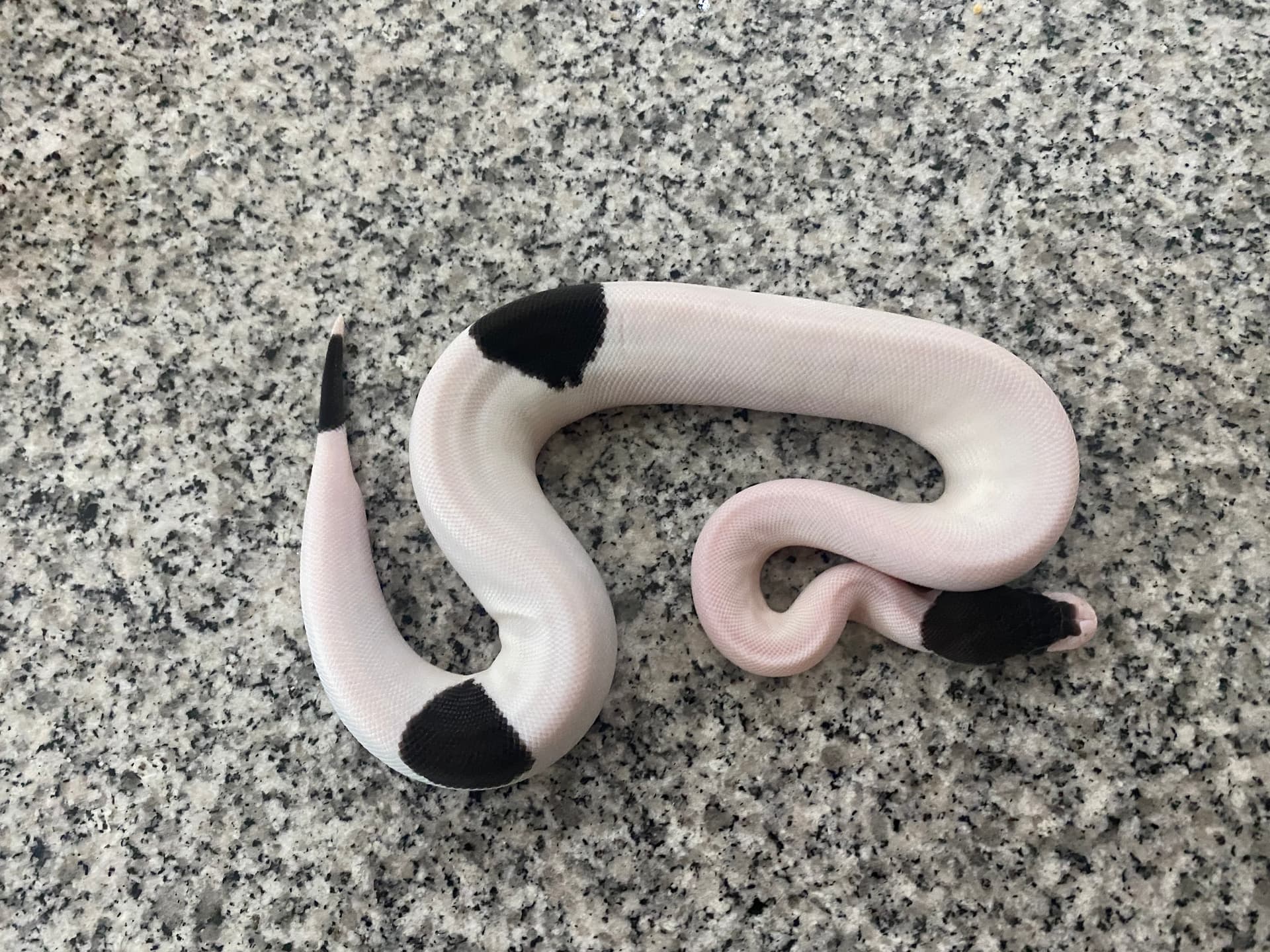 What Morphs/traits should be bred to Super Black Pastel Panda Pied ...