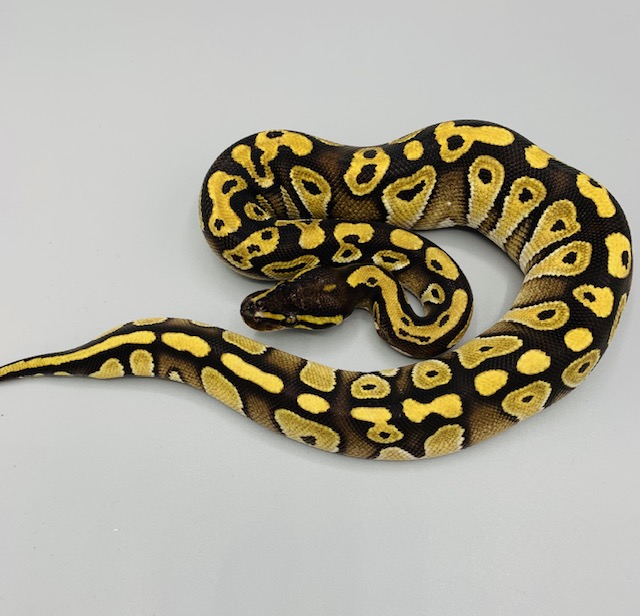 Clutch ID Spider Black head - Ball Pythons - MorphMarket Reptile Community